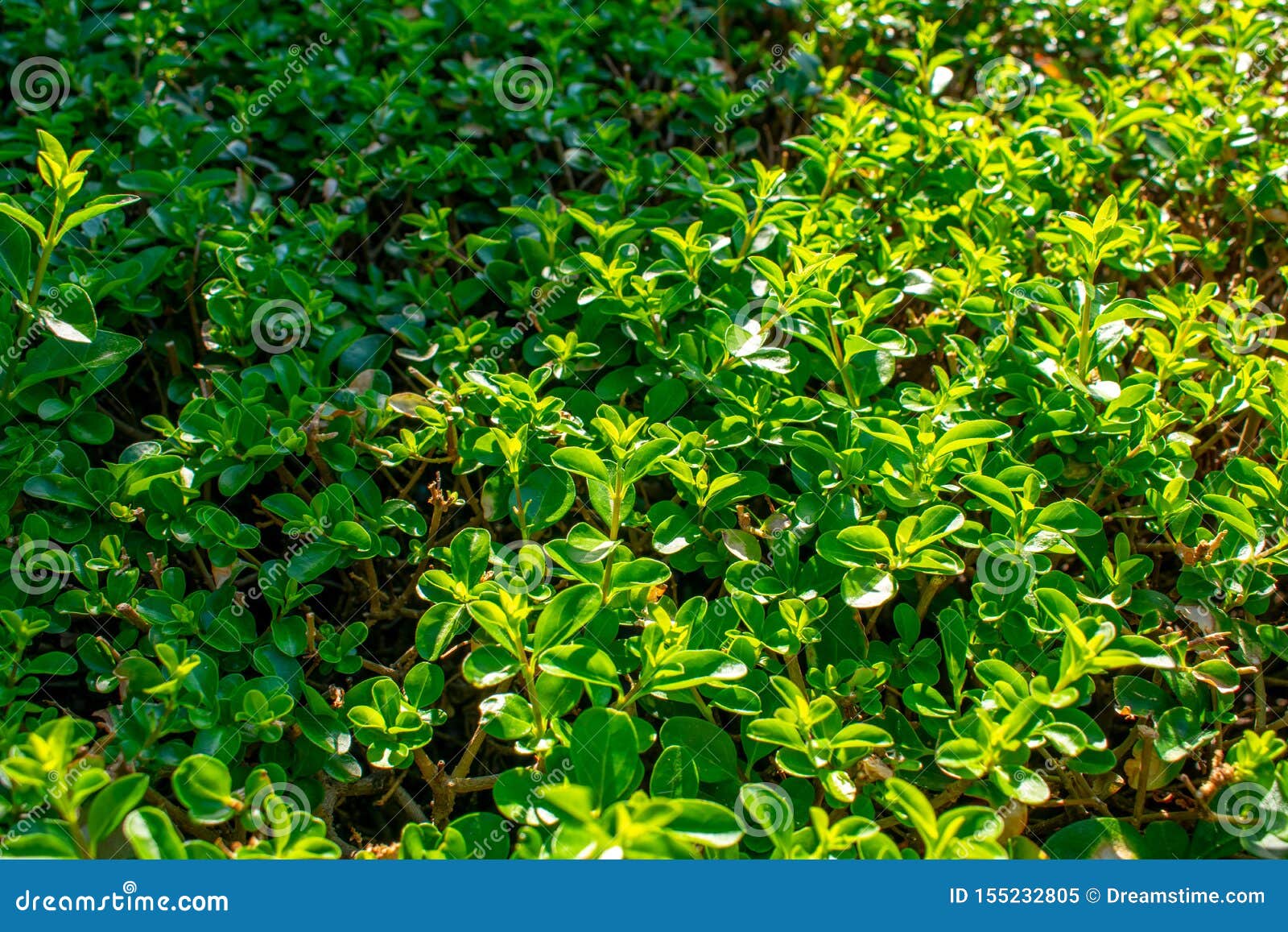 Texture of a cropped grove stock image. Image of composition - 155232805