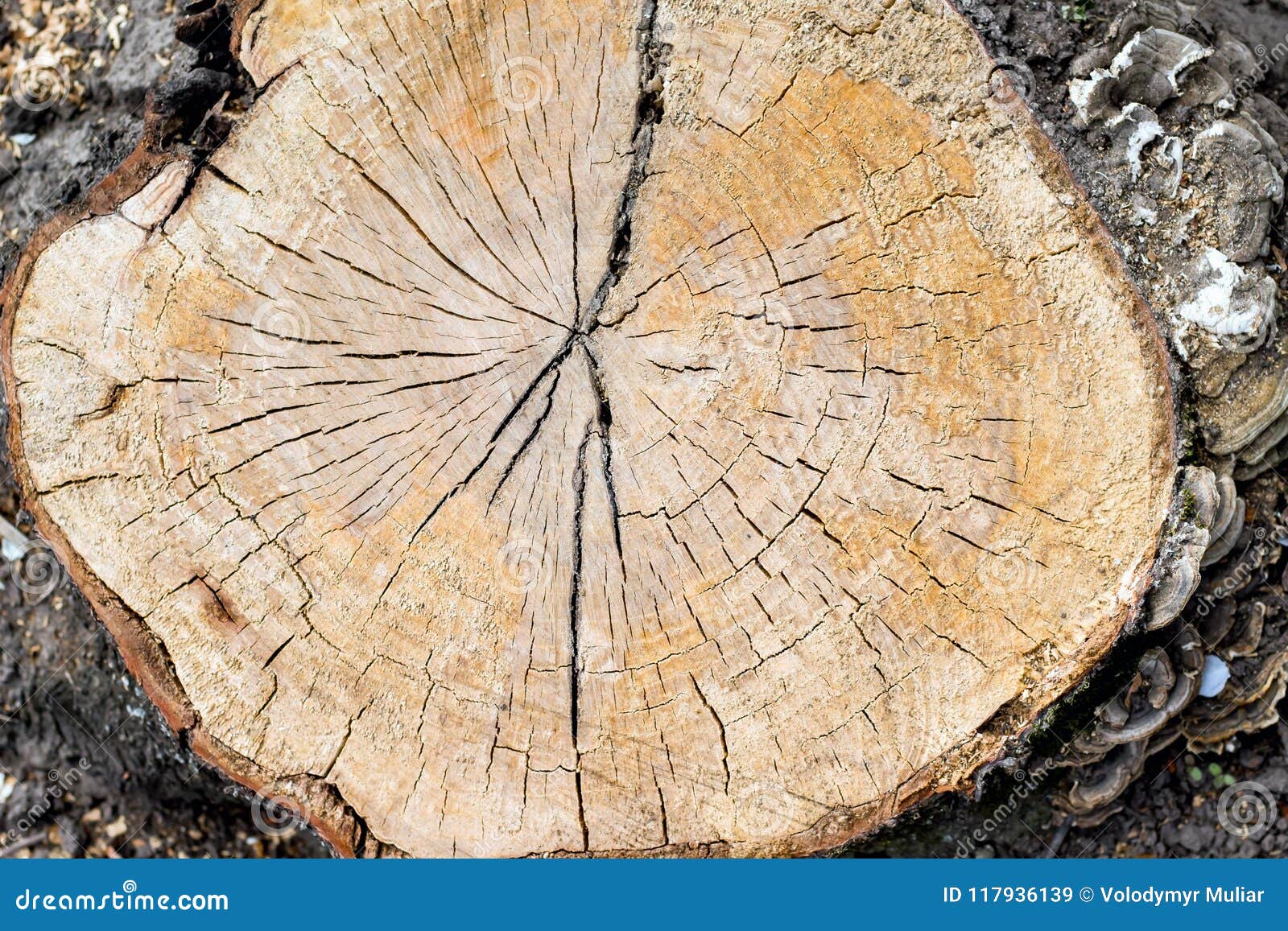 Texture of Cross Section of Old Tree. for Design and Creativity Stock ...