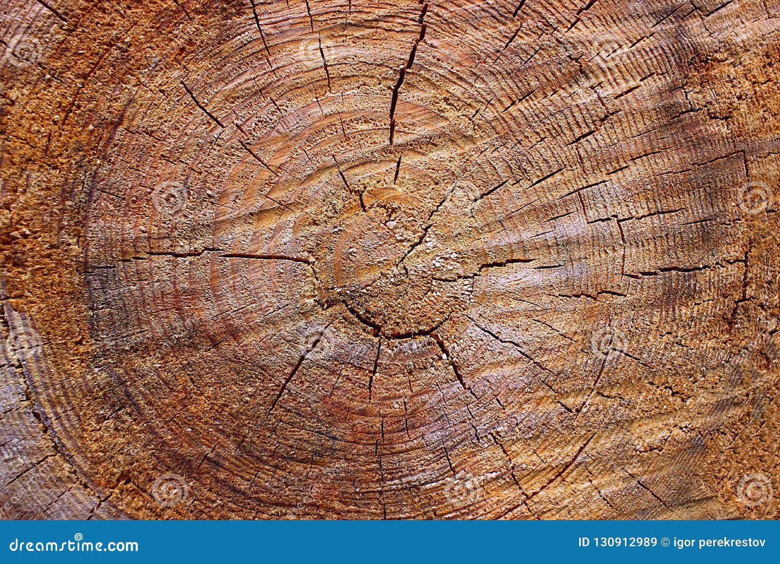Texture of a Cross-section of a Pine Tree Close-up Stock Image - Image ...