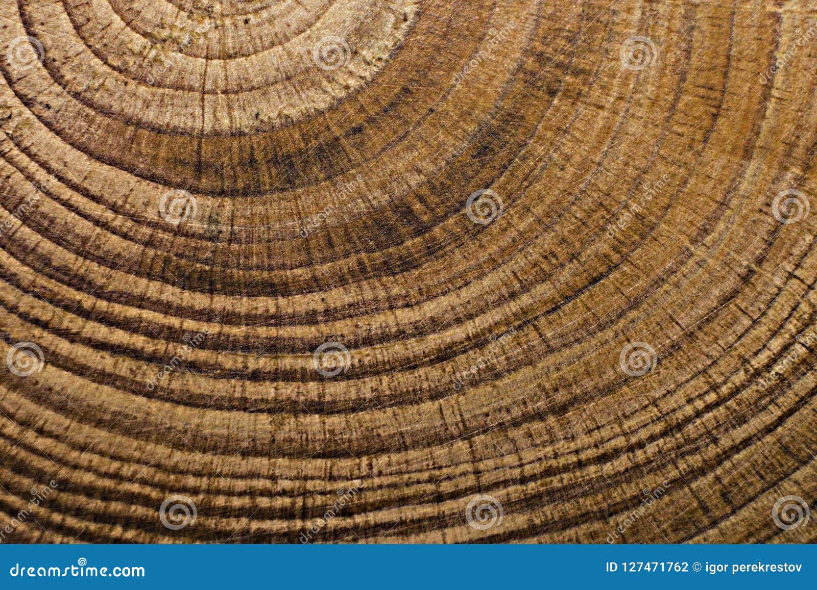 Texture of a Cross-section of a Pine Tree Close-up, Cross-section Stock ...