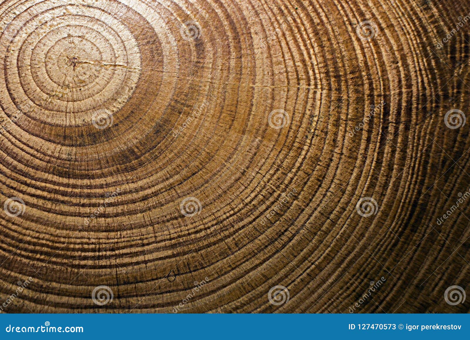 Texture of a Cross-section of a Pine Tree Close-up Stock Image - Image ...
