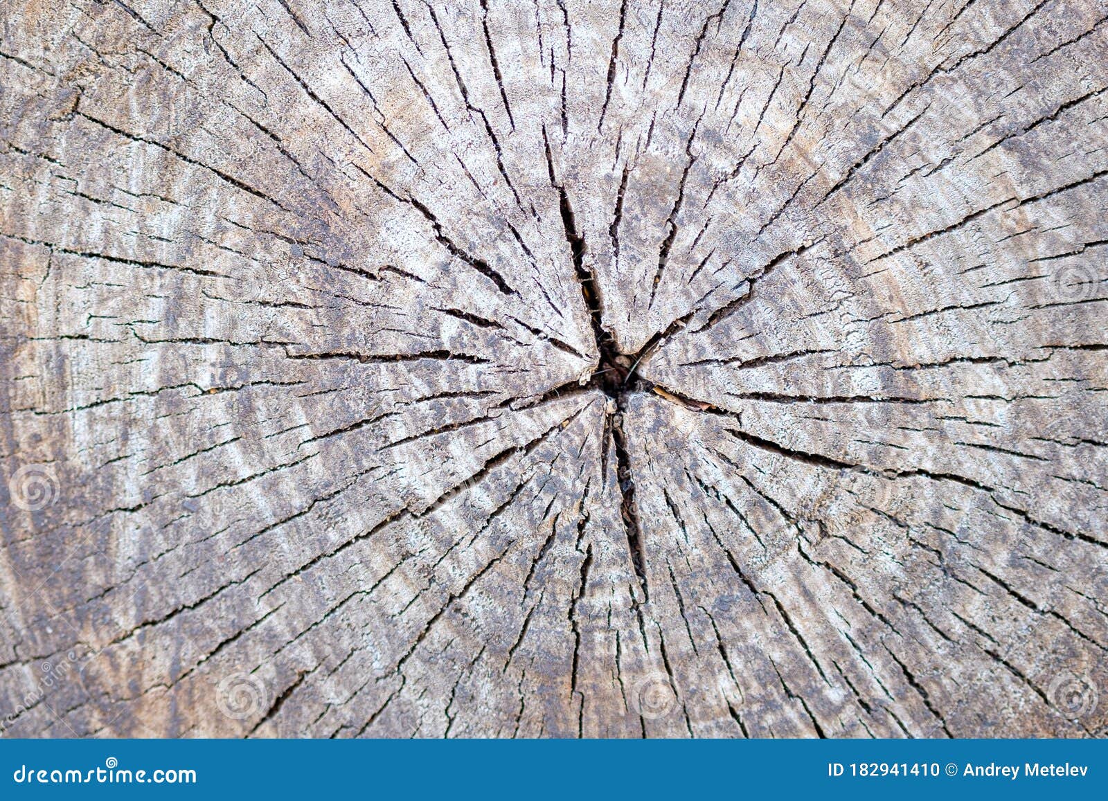 Texture of a Cross-section of a Poplar Tree Stock Photo - Image of ...