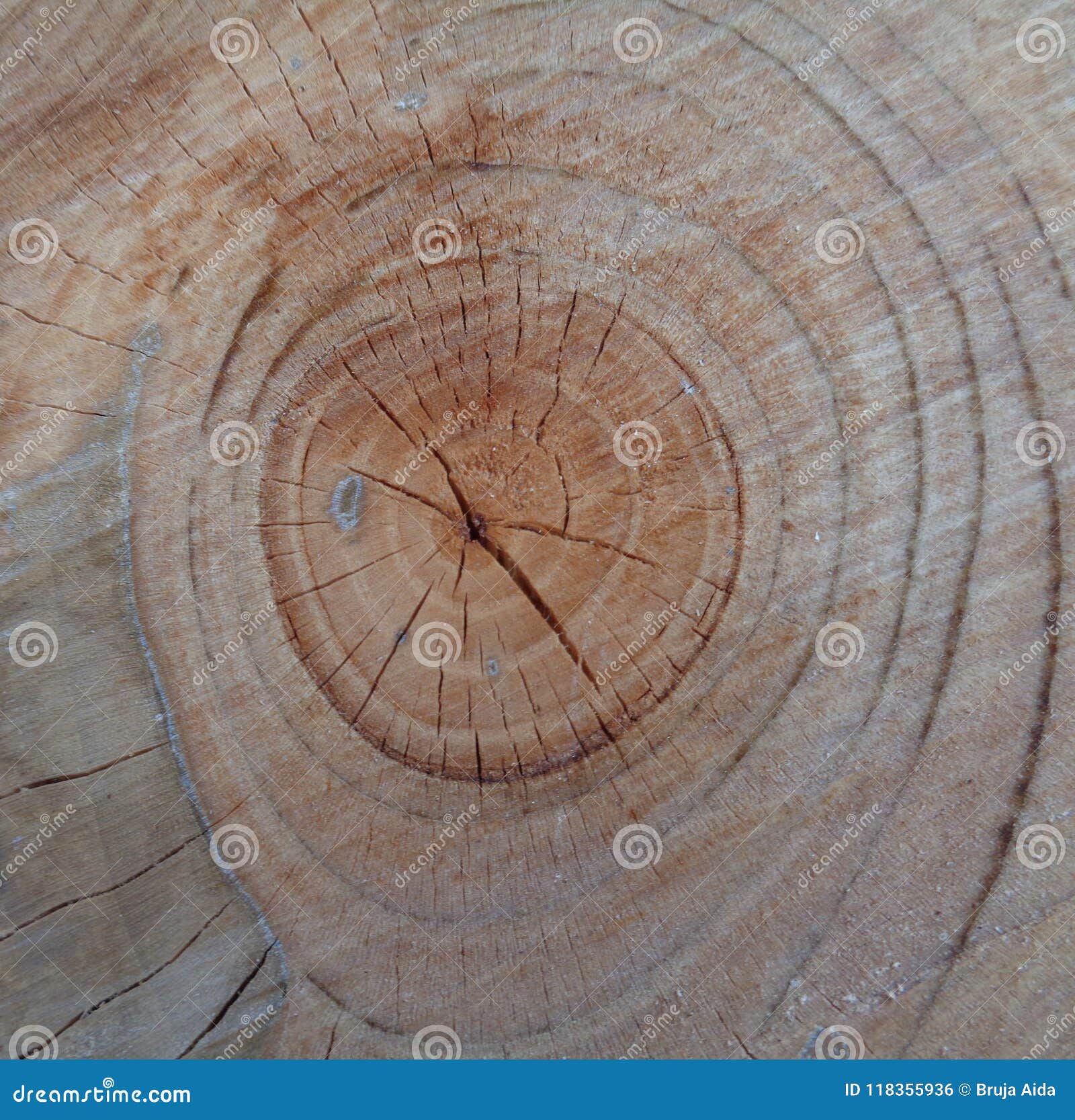 Section in the Tree - Clouseup Stock Photo - Image of creativity ...