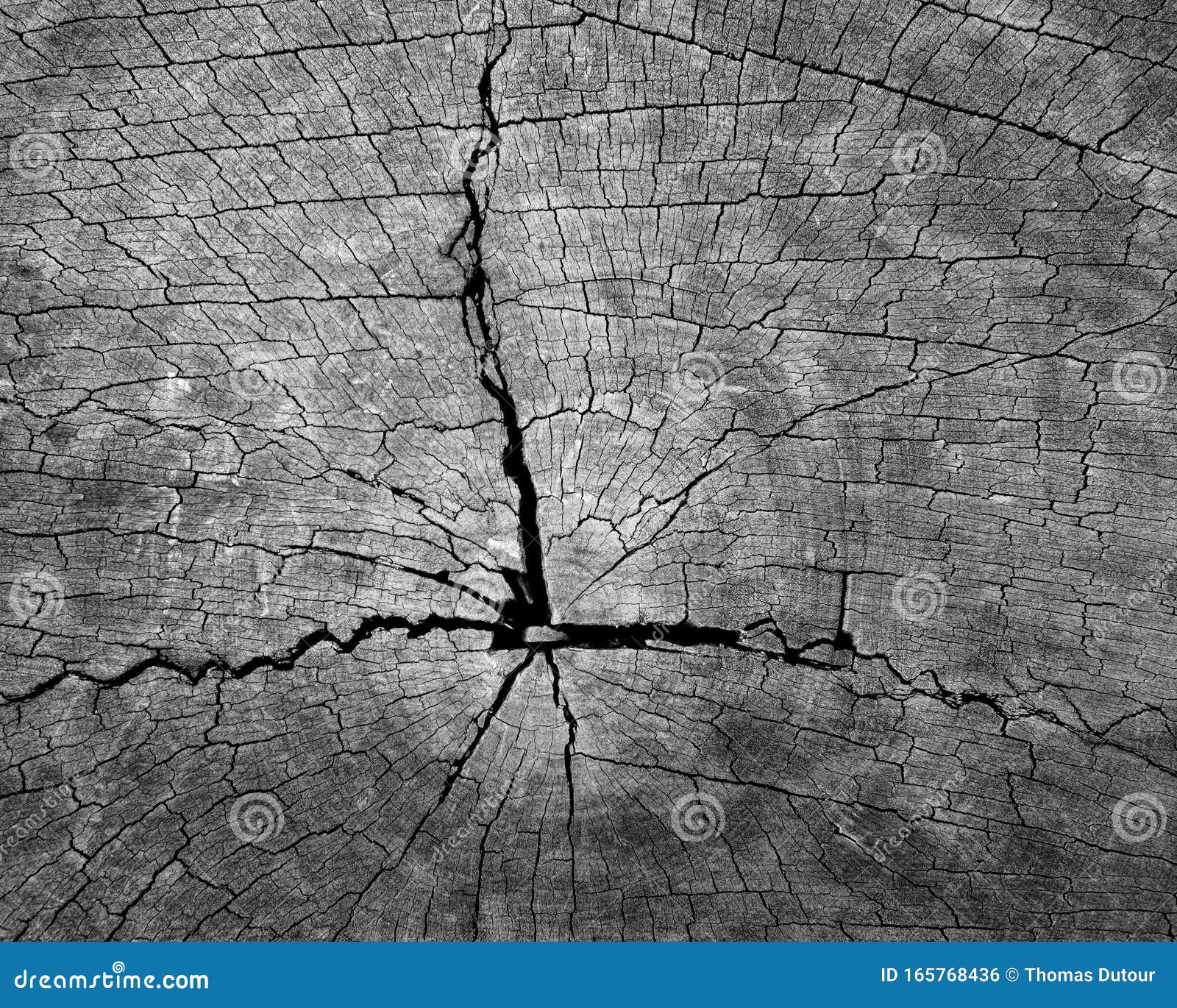 Texture of Cross Section of a Tree Trunk Stock Photo - Image of trunk ...