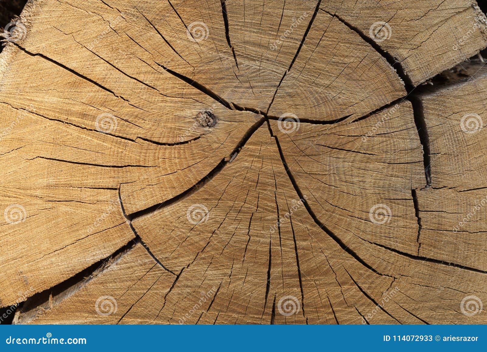 Cross Section of a Log with Tree Rings Stock Image - Image of nature ...