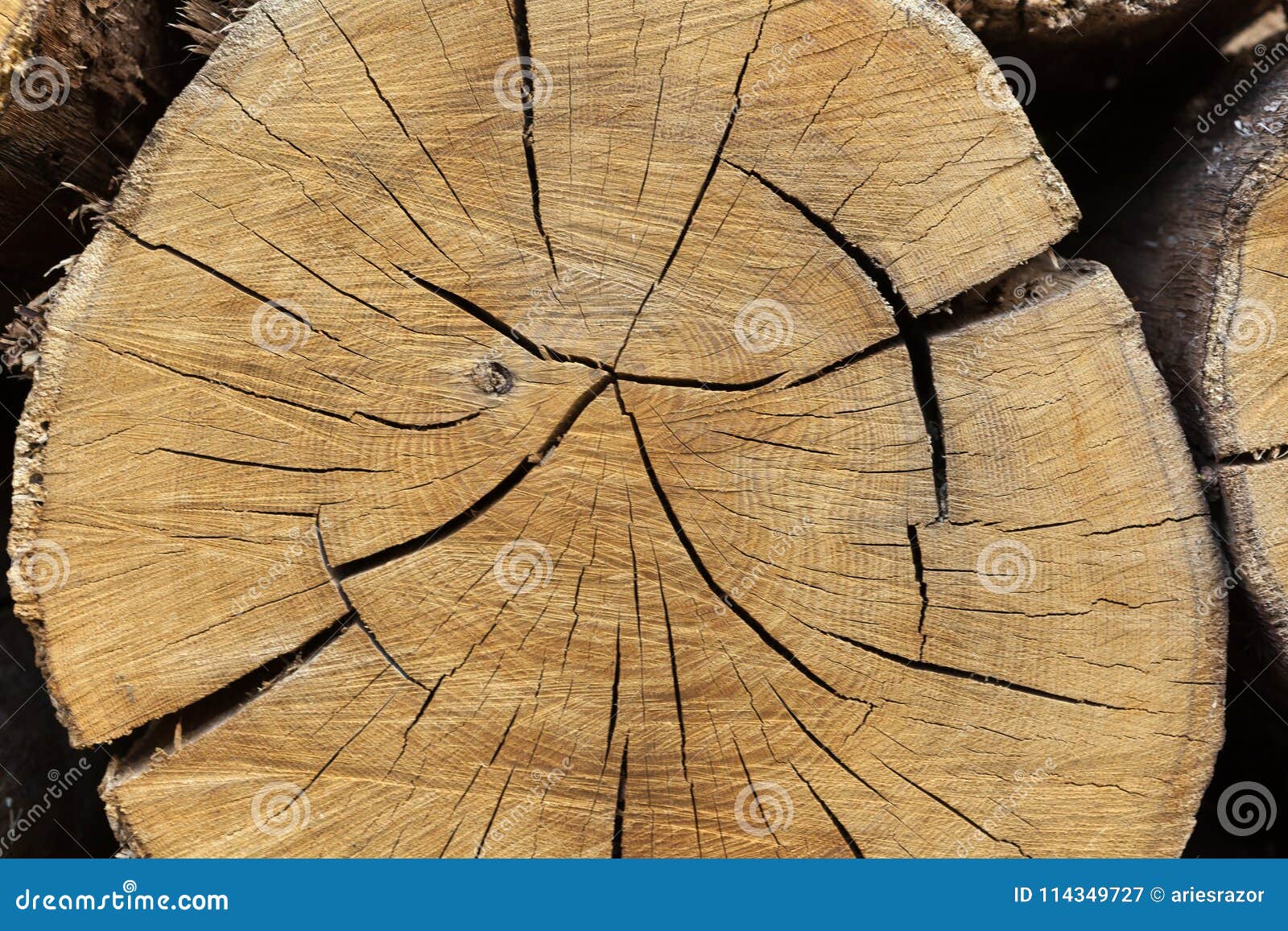 Cross Section of a Log with Tree Rings Stock Image - Image of rare ...