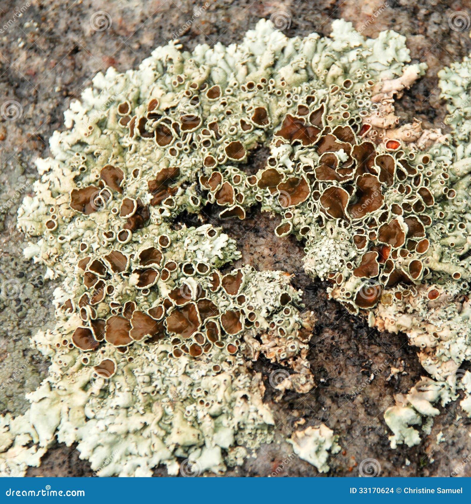Texture Croustillante D'algues De Lichen Photo stock - Image du ...