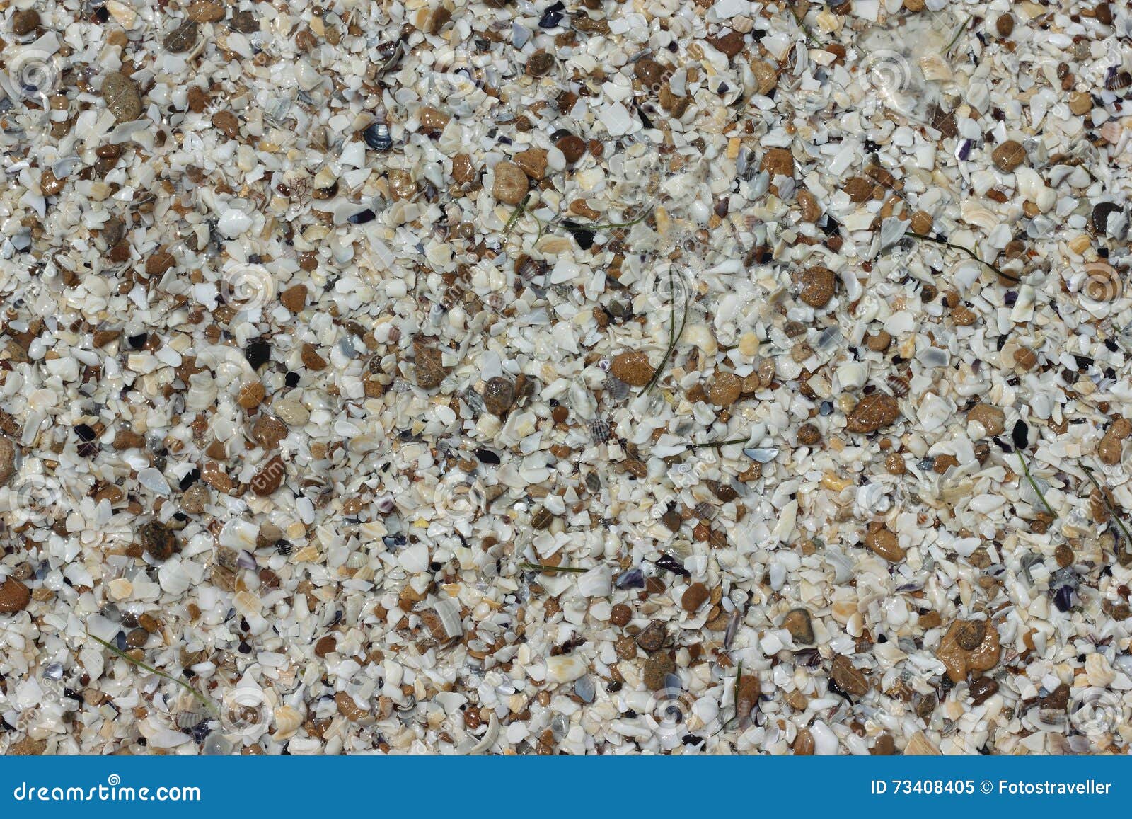 Texture of Crushed Seashells Background Stock Image - Image of coquina ...