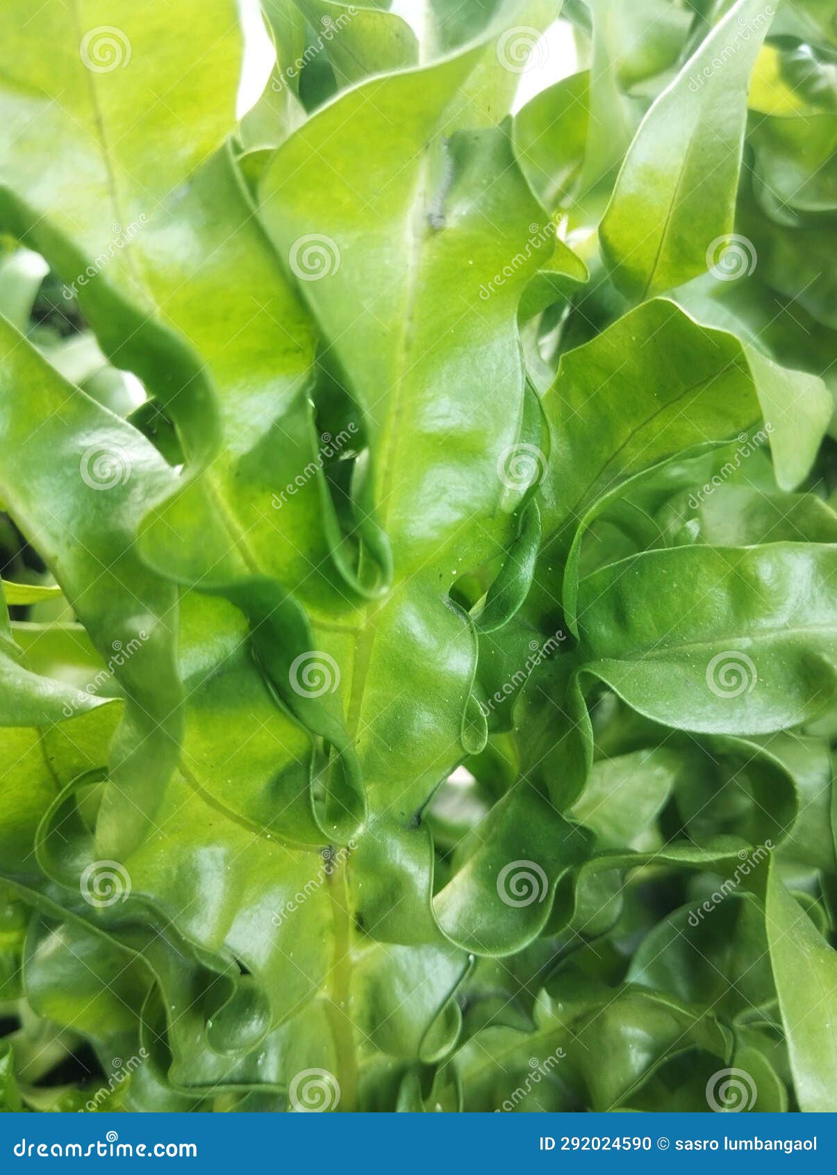 Texture of Curly Leaves and a Green Flower Stock Photo - Image of ...