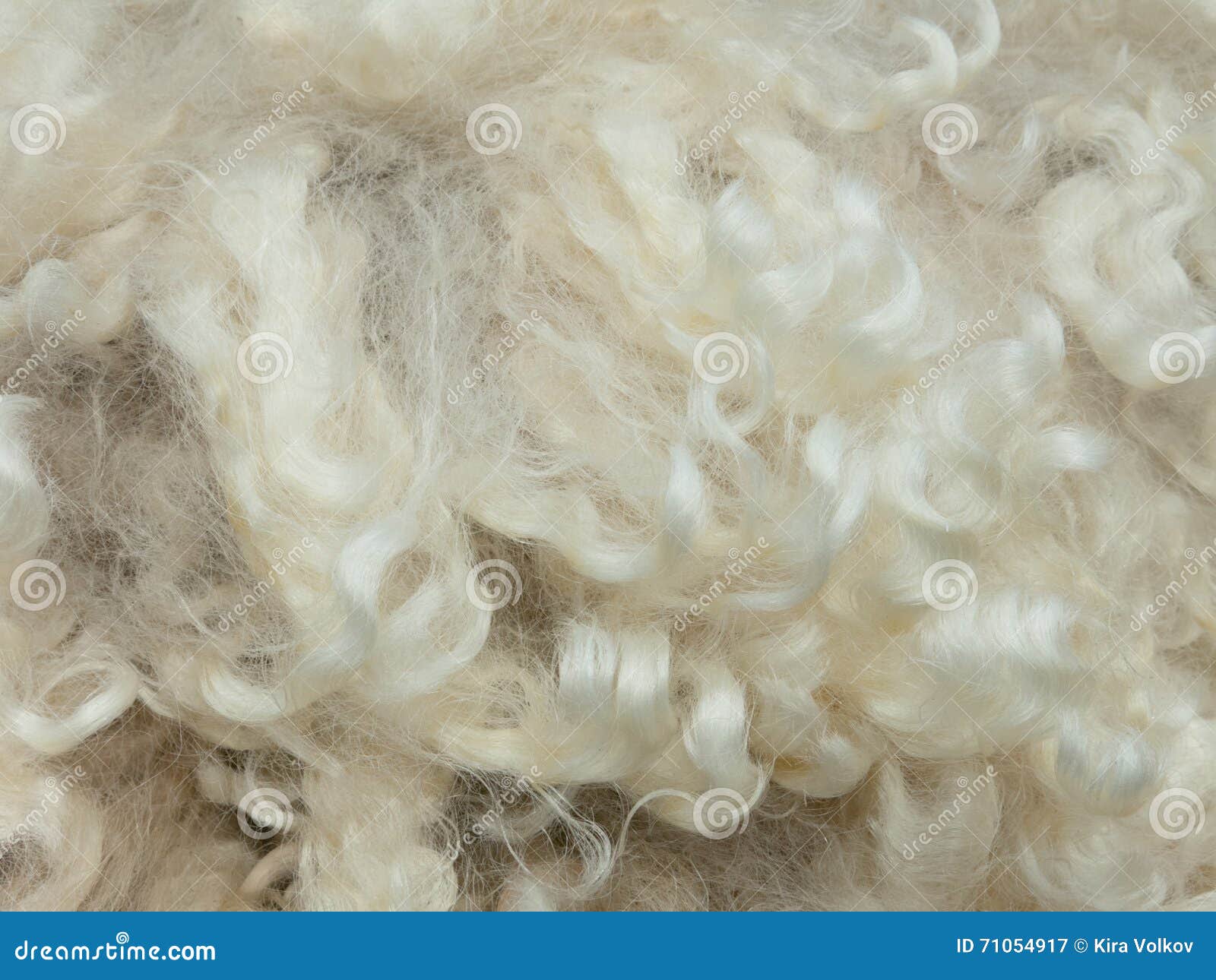 Texture of Curly Merino Wool Stock Image - Image of fiber, curved: 71054917