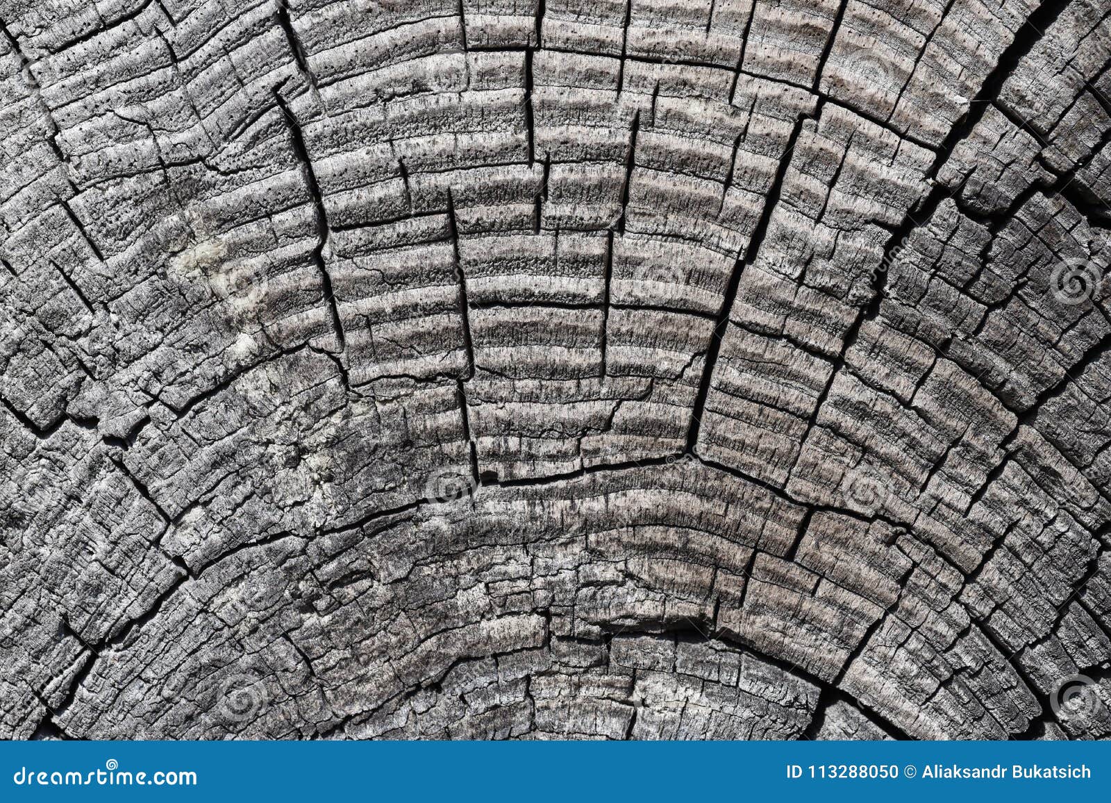 Texture of a Cut of a Dried Tree Trunk Close-up Stock Photo - Image of ...