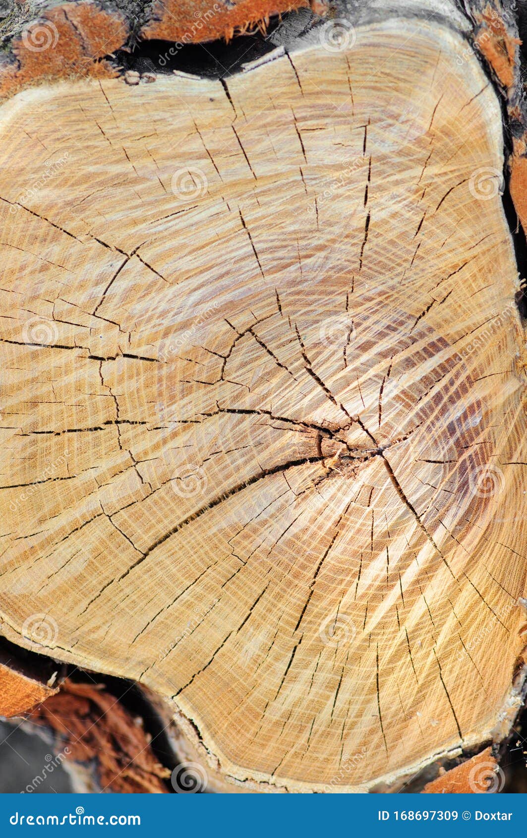 Texture of the Cut-off Tree Stock Image - Image of sawn, slice: 168697309