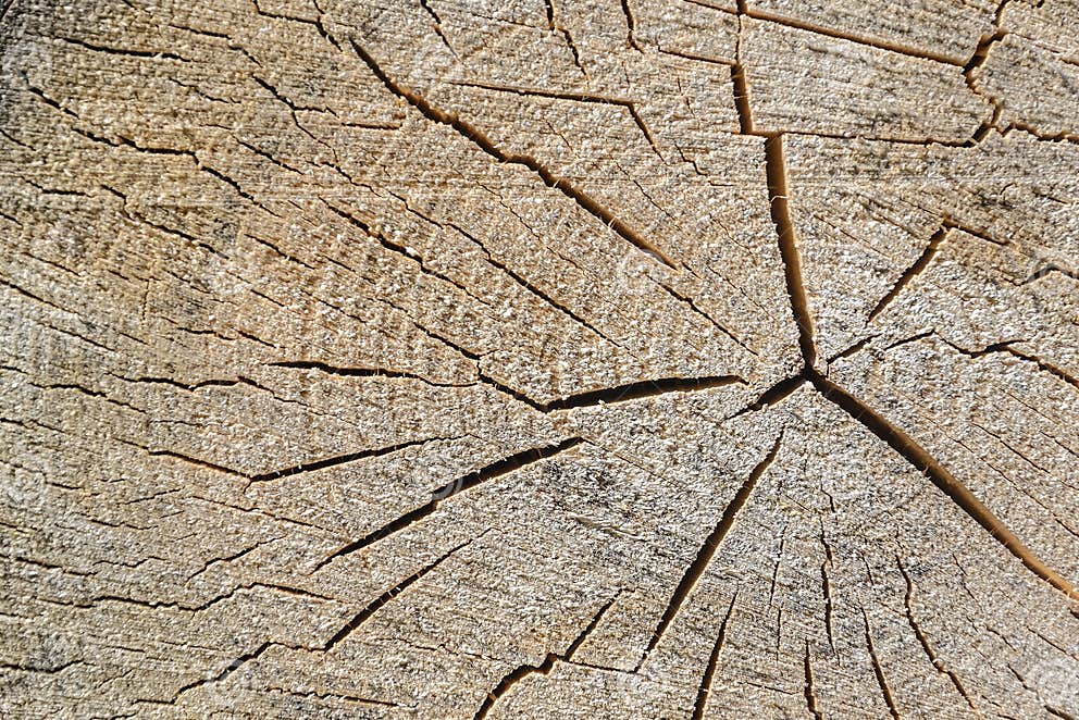 Wood cut texture stock image. Image of life, rough, annual - 260879509