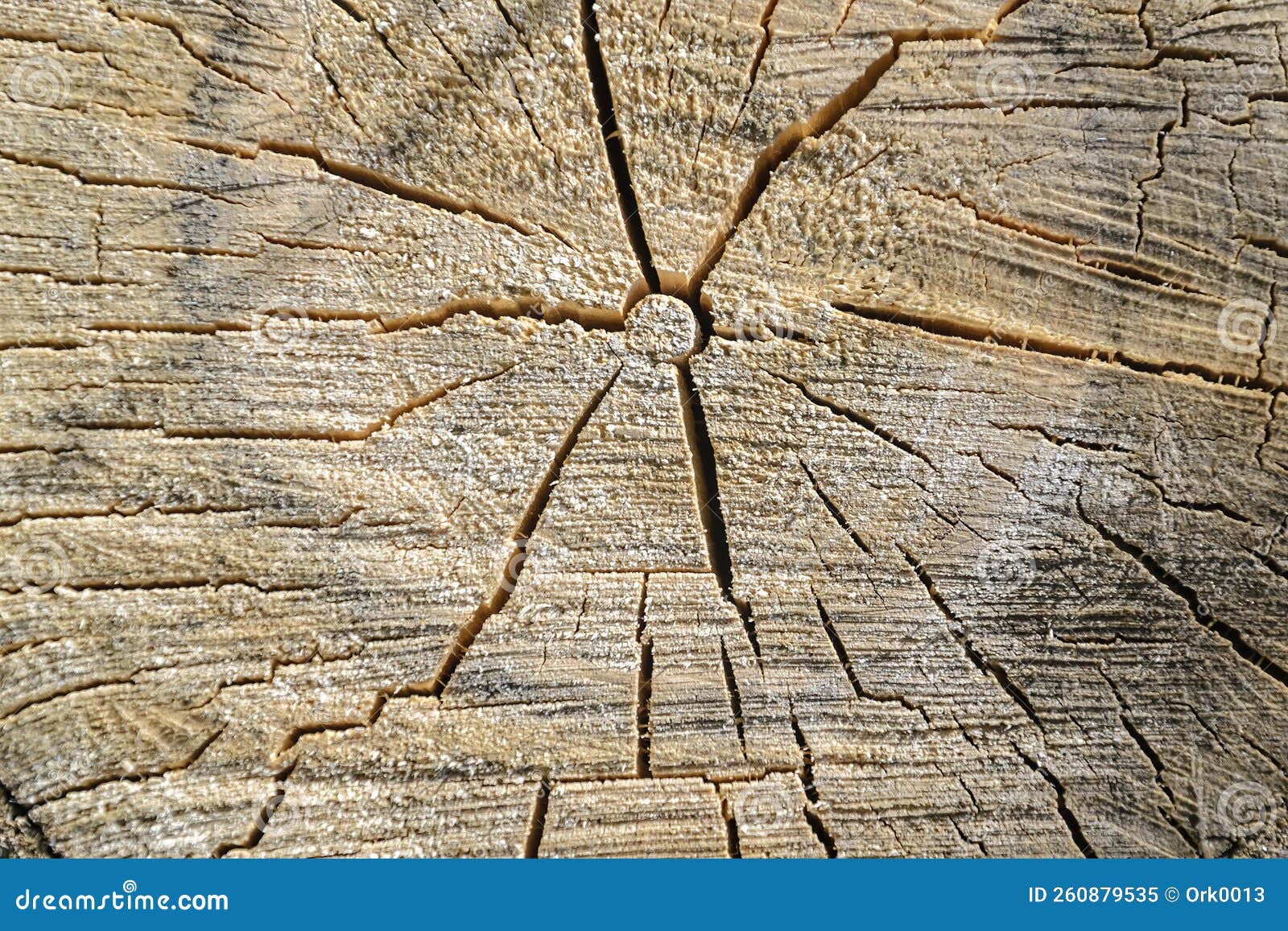 Wood cut texture stock image. Image of resource, ring - 260879535