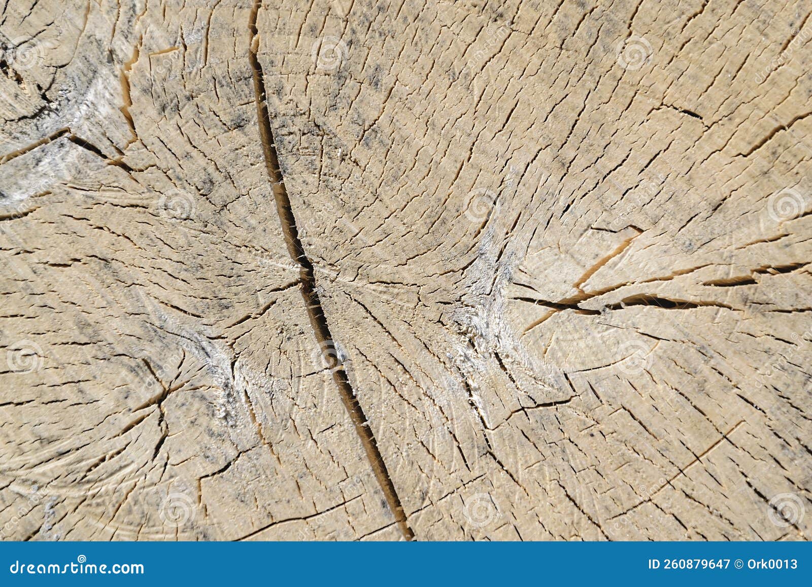 Wood cut texture stock image. Image of rustic, concentric - 260879647