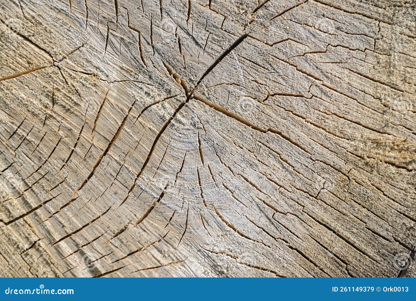 Wood cut texture stock image. Image of beige, material - 261149379