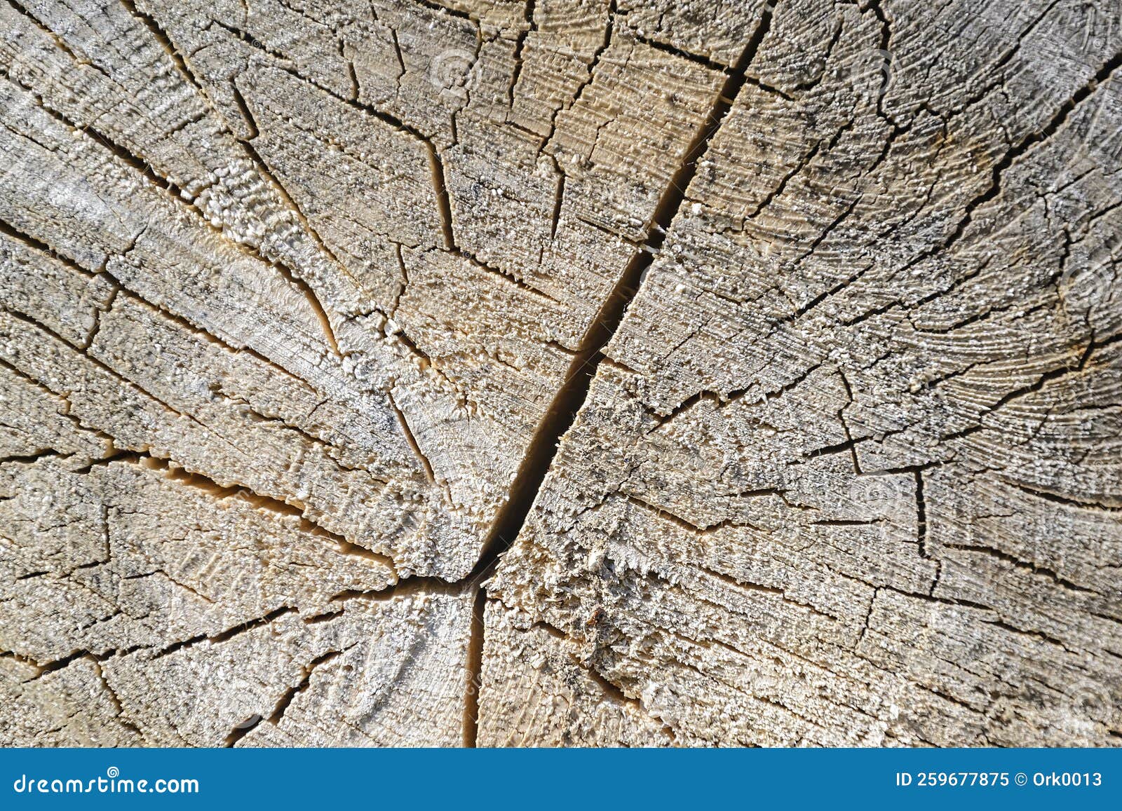 Wood cut texture stock image. Image of beige, resource - 259677875