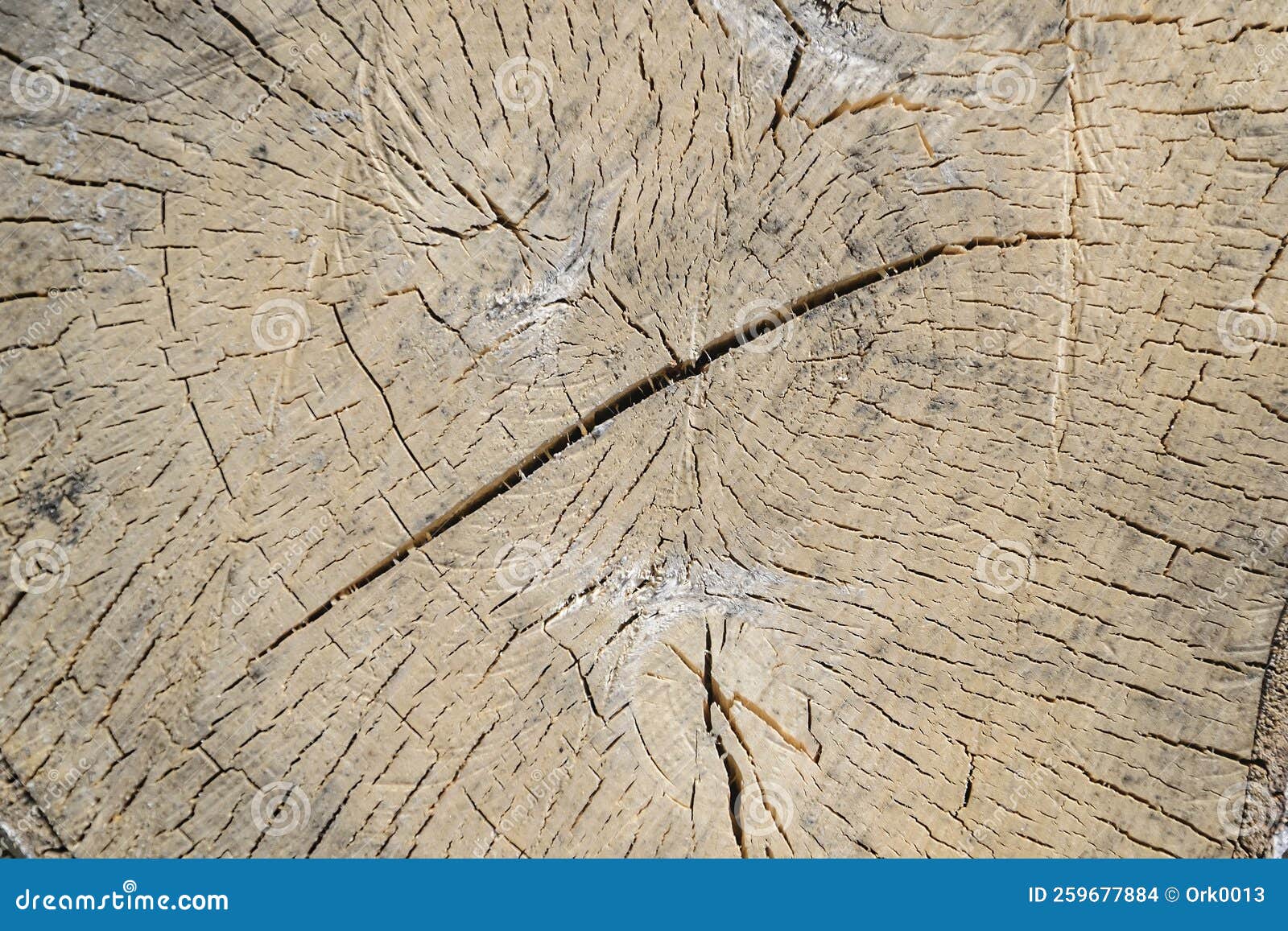 Wood cut texture stock photo. Image of plank, grow, panel - 259677884