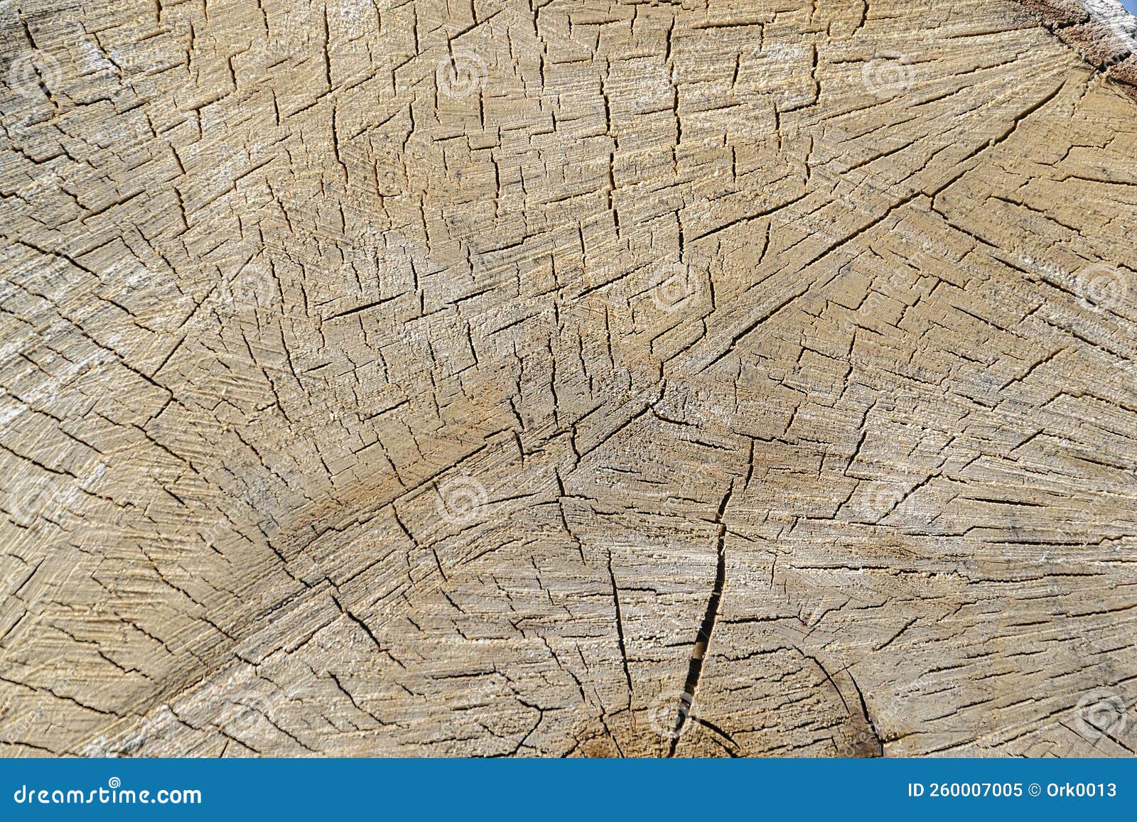 Wood cut texture stock image. Image of ring, annual - 260007005