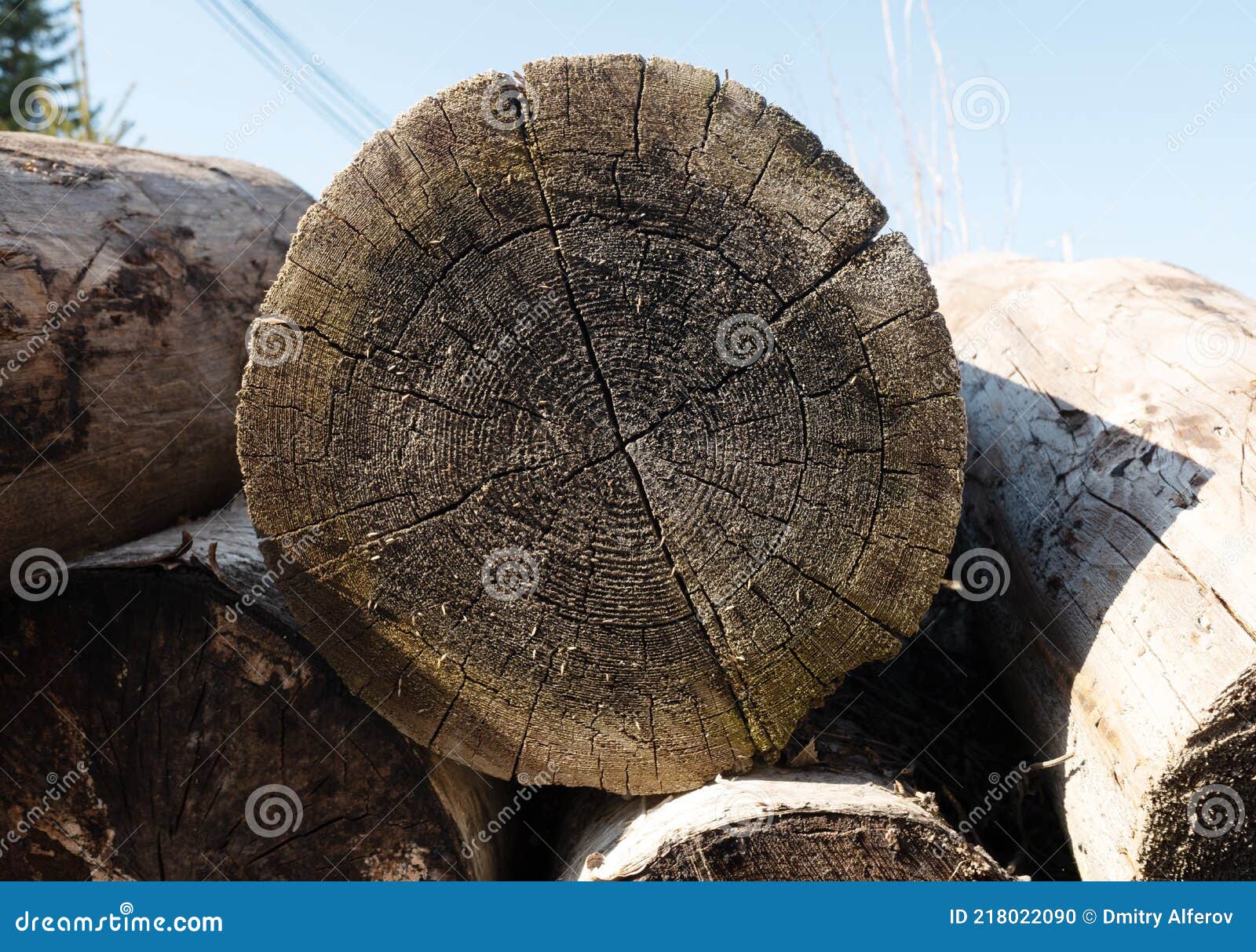 Texture of cut timber logs stock photo. Image of rough - 218022090