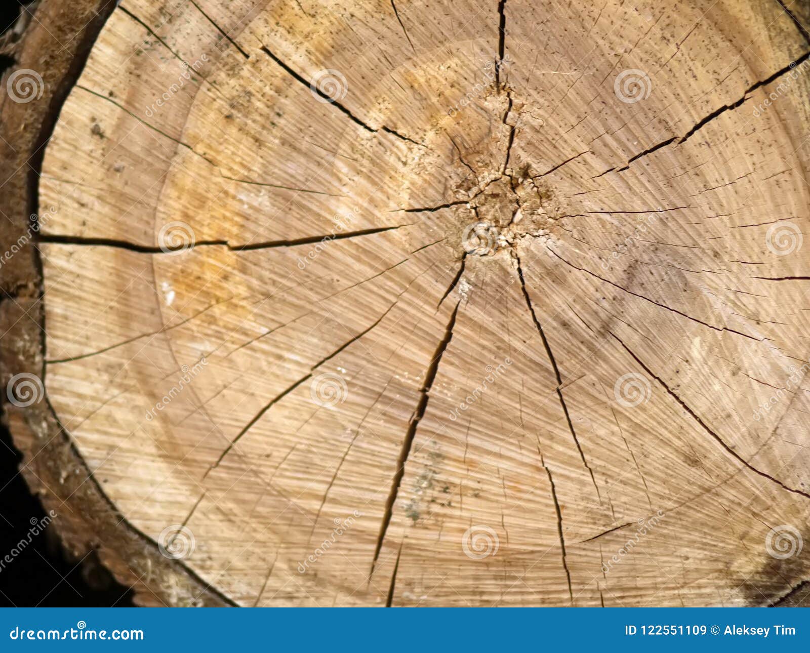 The Texture of the Cut Tree. Stock Image - Image of growth, abstract ...