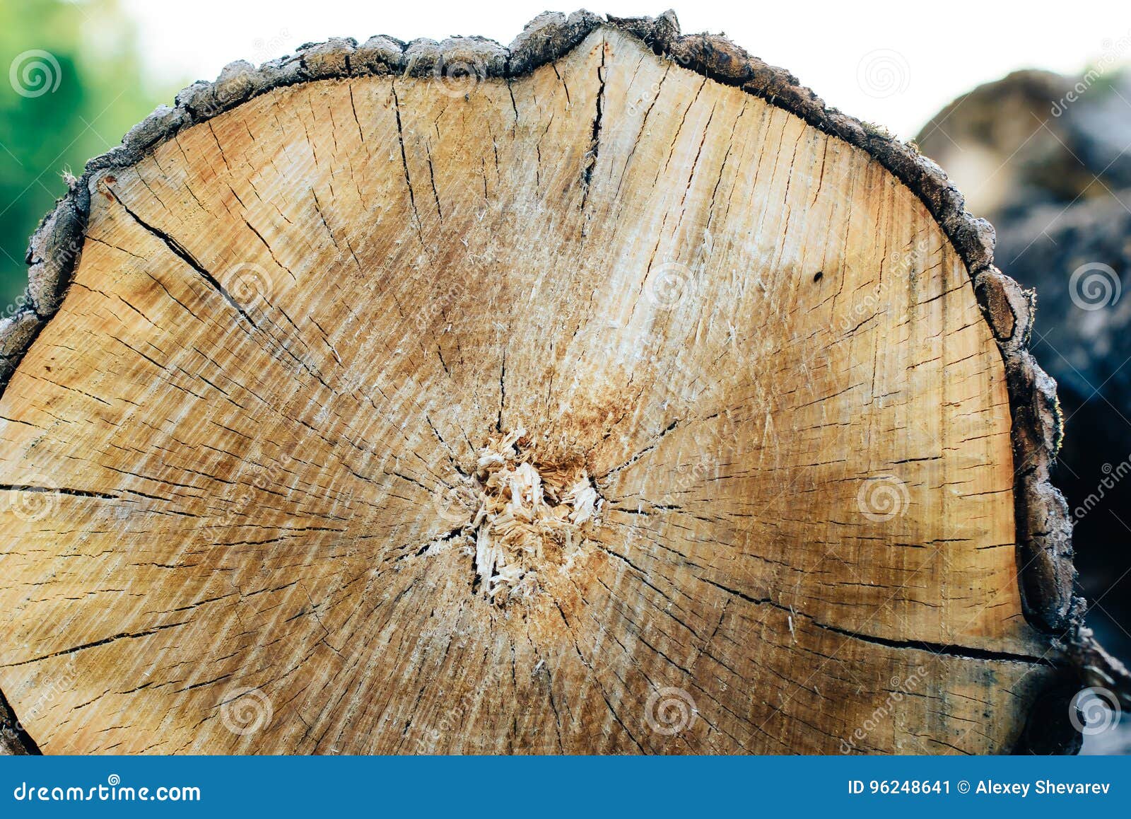 Texture of a Cut Tree Close Up, a Wooden Circle Stock Image - Image of ...