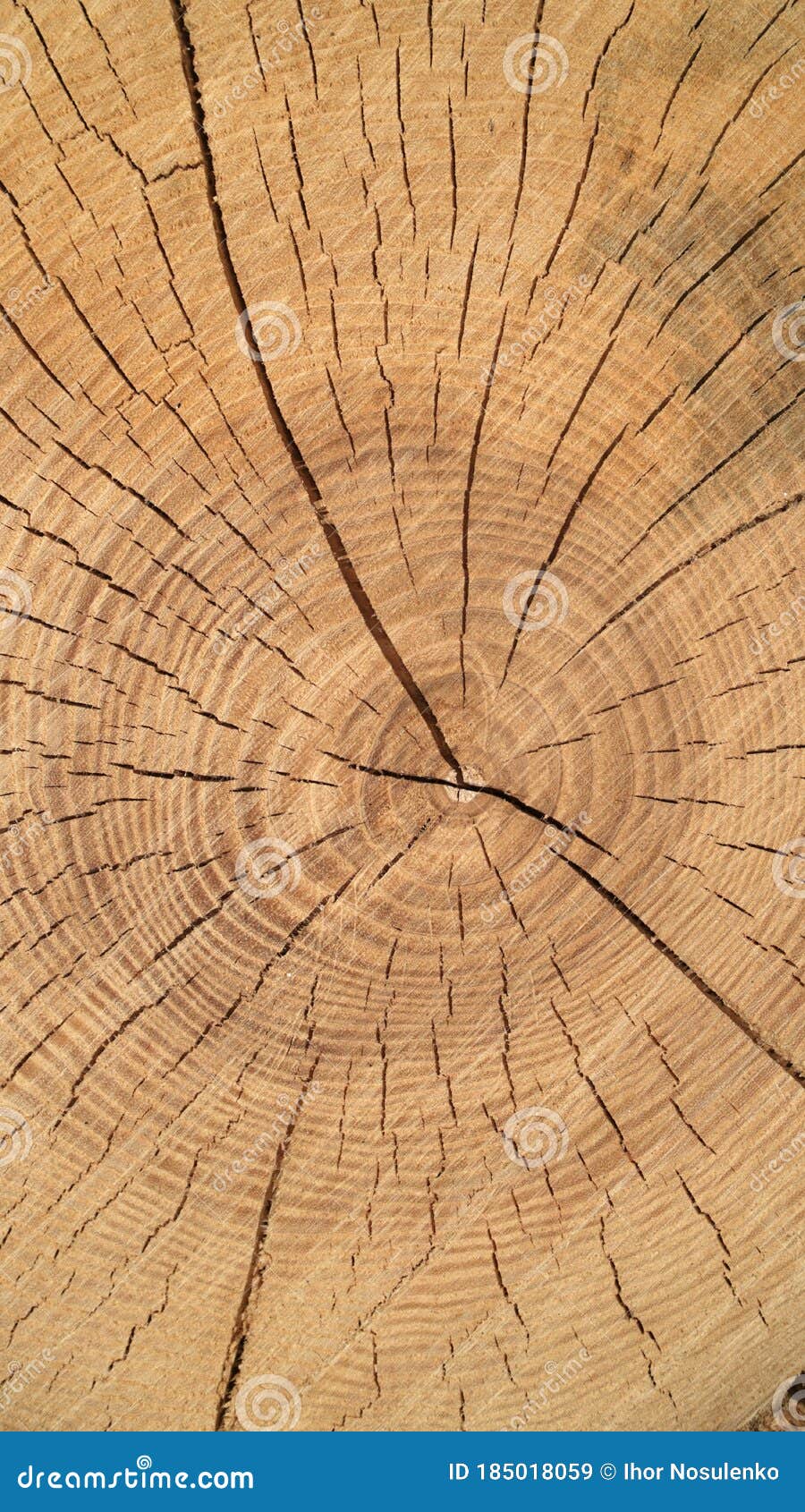 The Texture of the Cut Tree. Cross Section of the Tree Stock Image ...