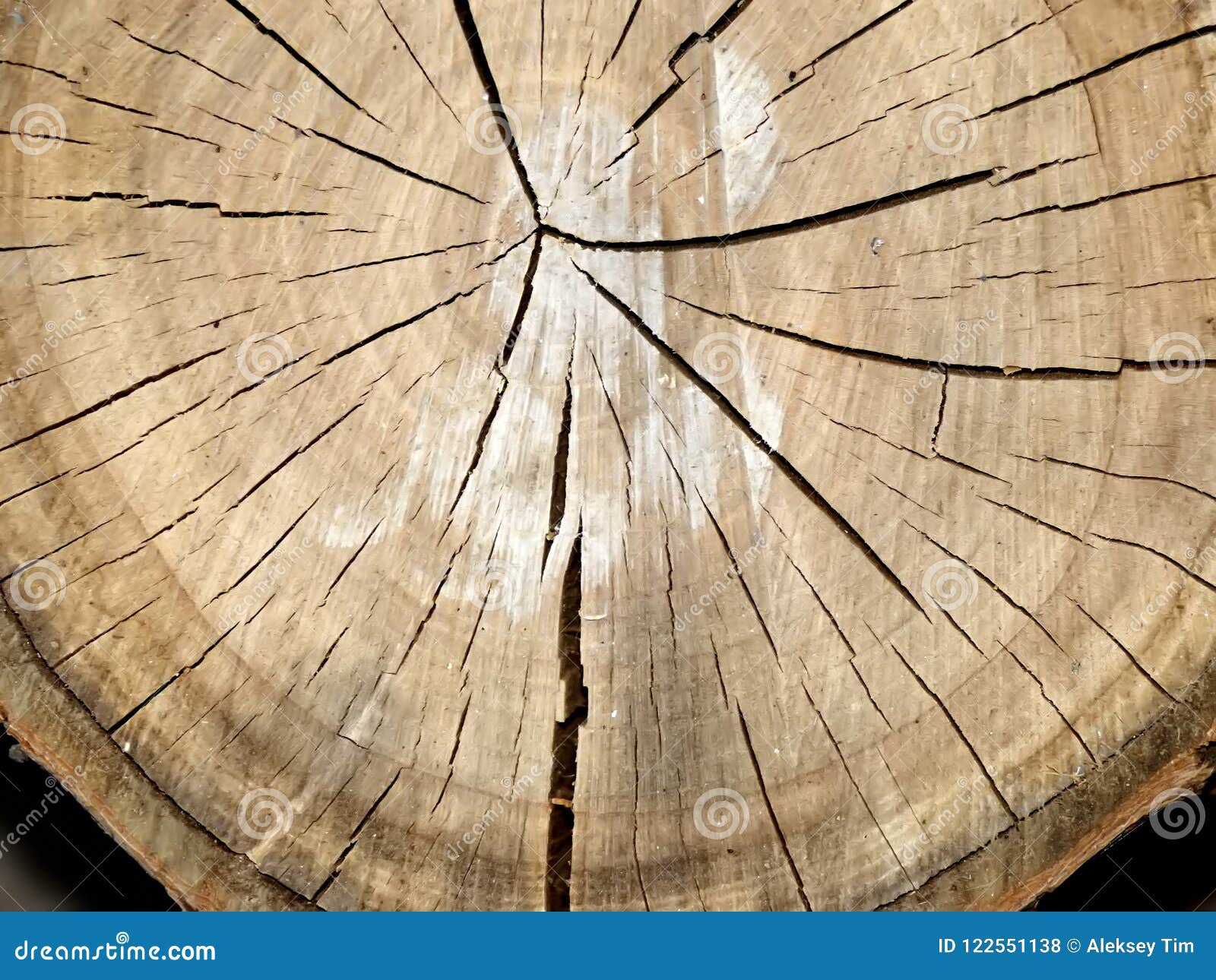 The Texture of the Cut Tree. Stock Photo - Image of abstract, detail ...