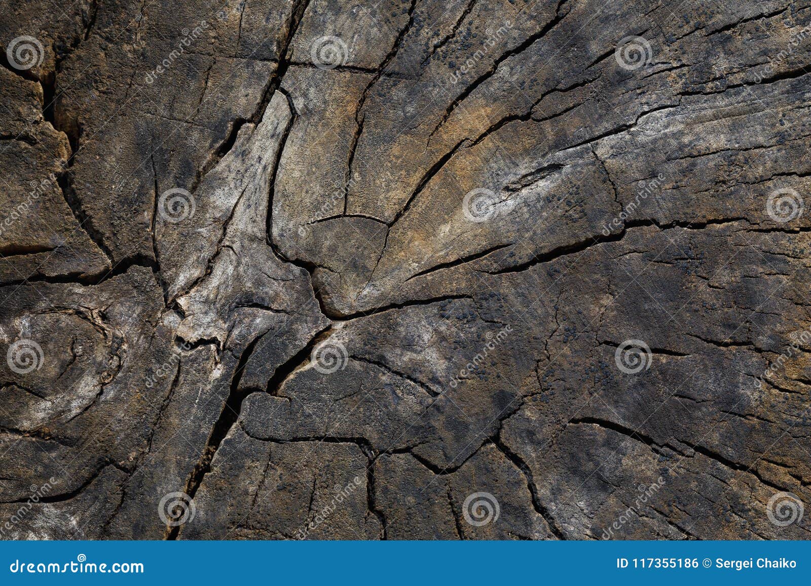 Texture of a cut tree stock photo. Image of pattern - 117355186