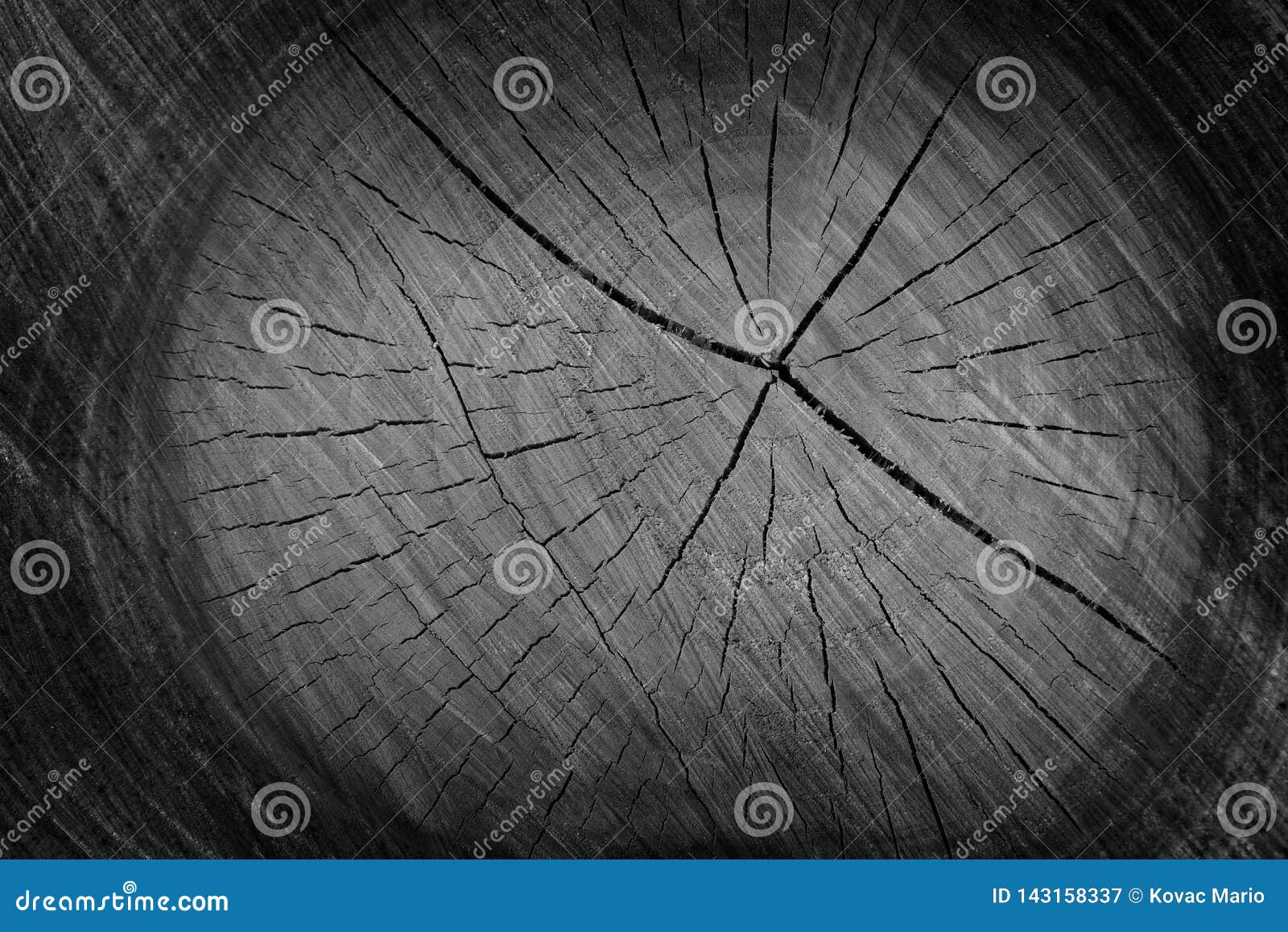 Texture of cut tree stock image. Image of growth, wood - 143158337