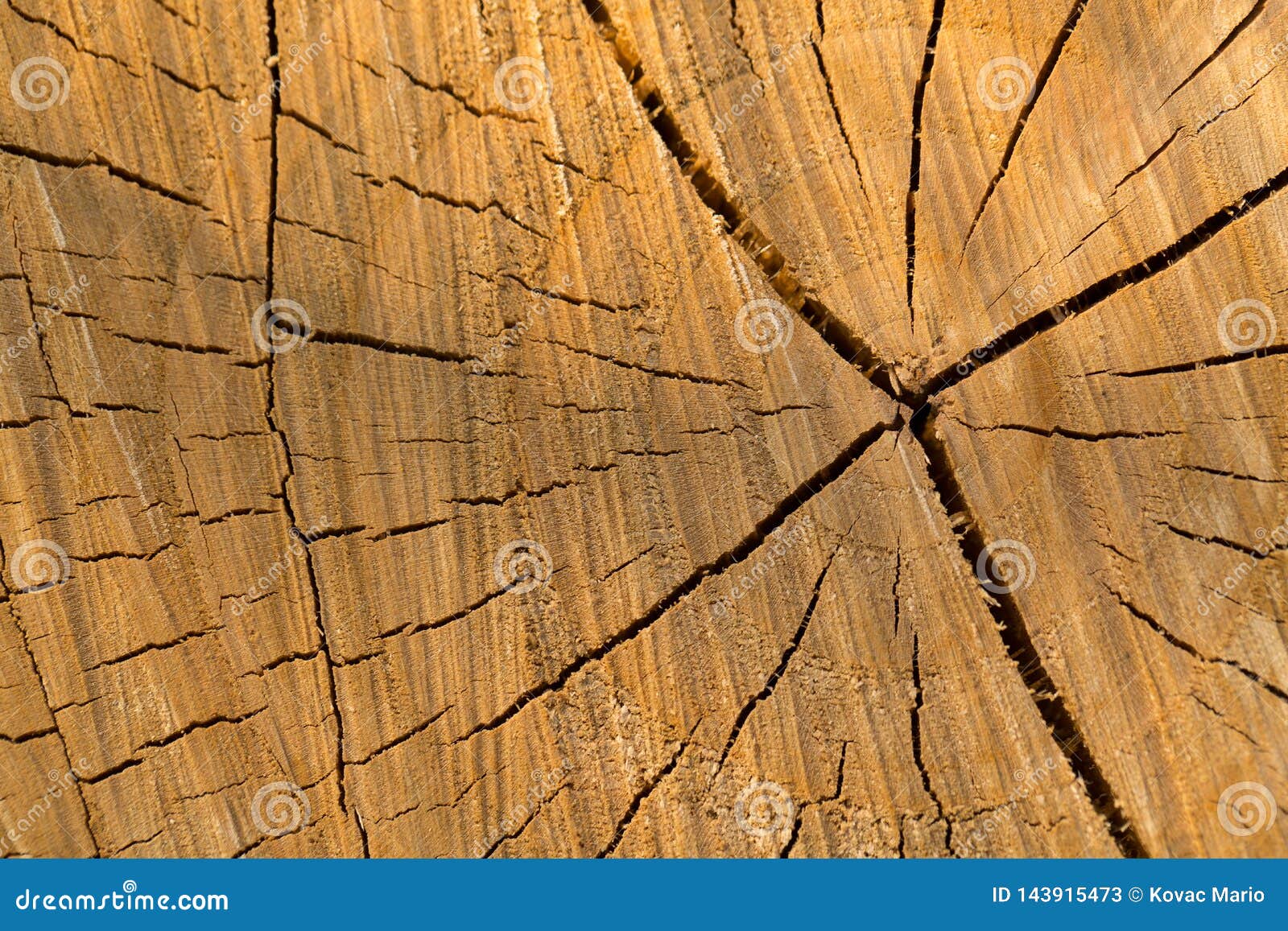 Texture of cut tree stock image. Image of nature, material - 143915473