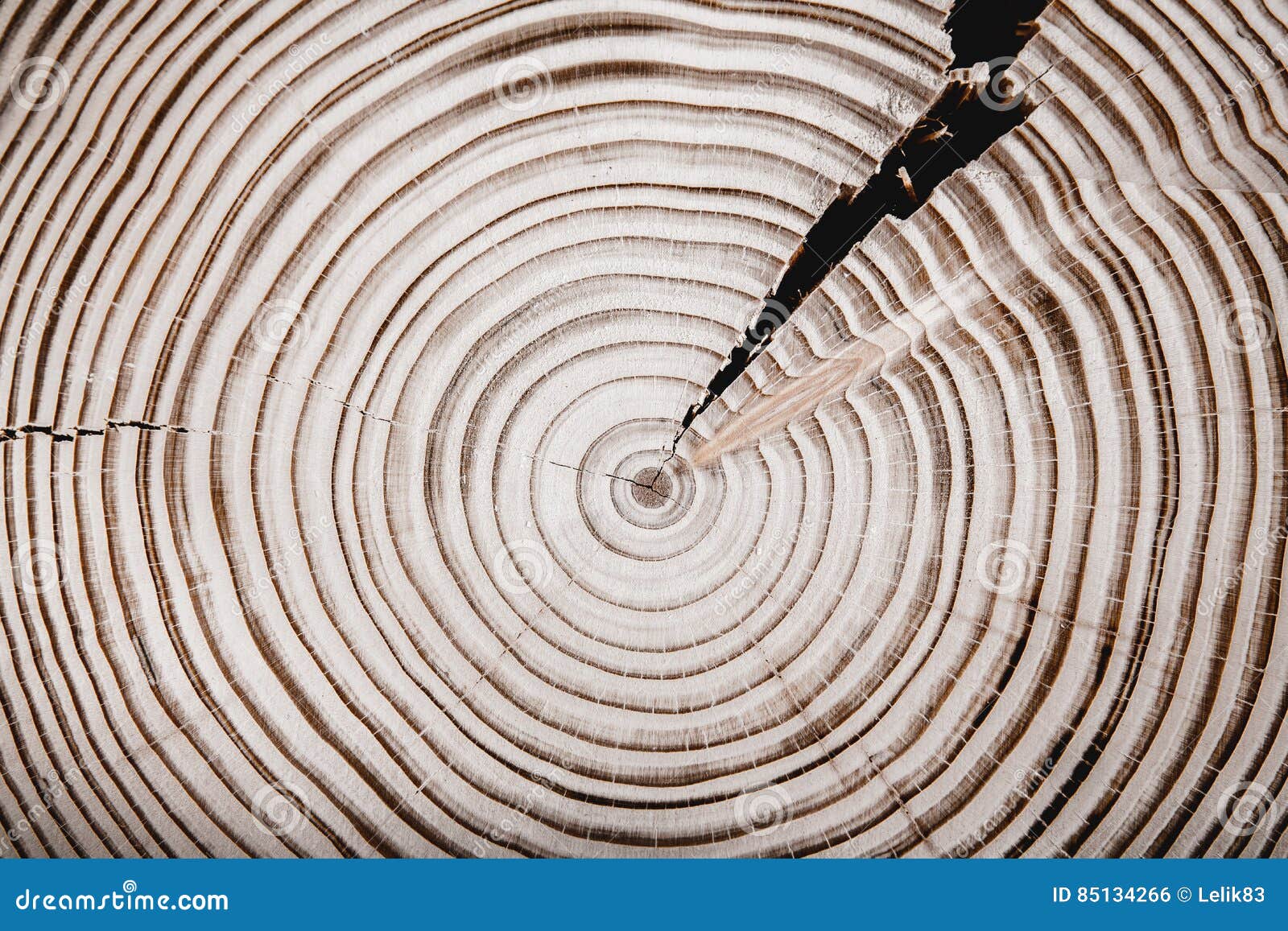 Texture of cut tree stock photo. Image of abstract, rough - 85134266