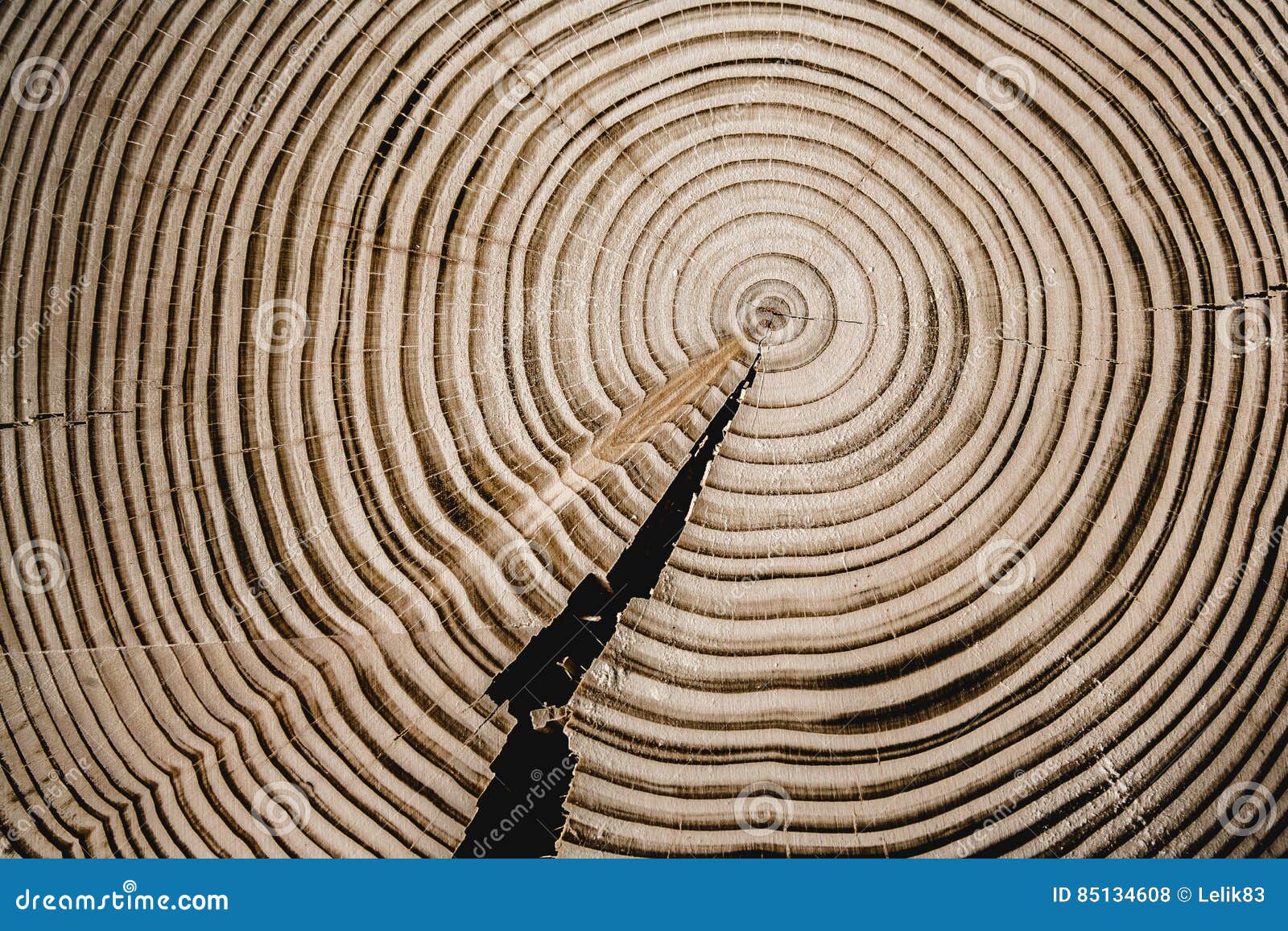 Texture of cut tree stock photo. Image of rough, brown - 85134608