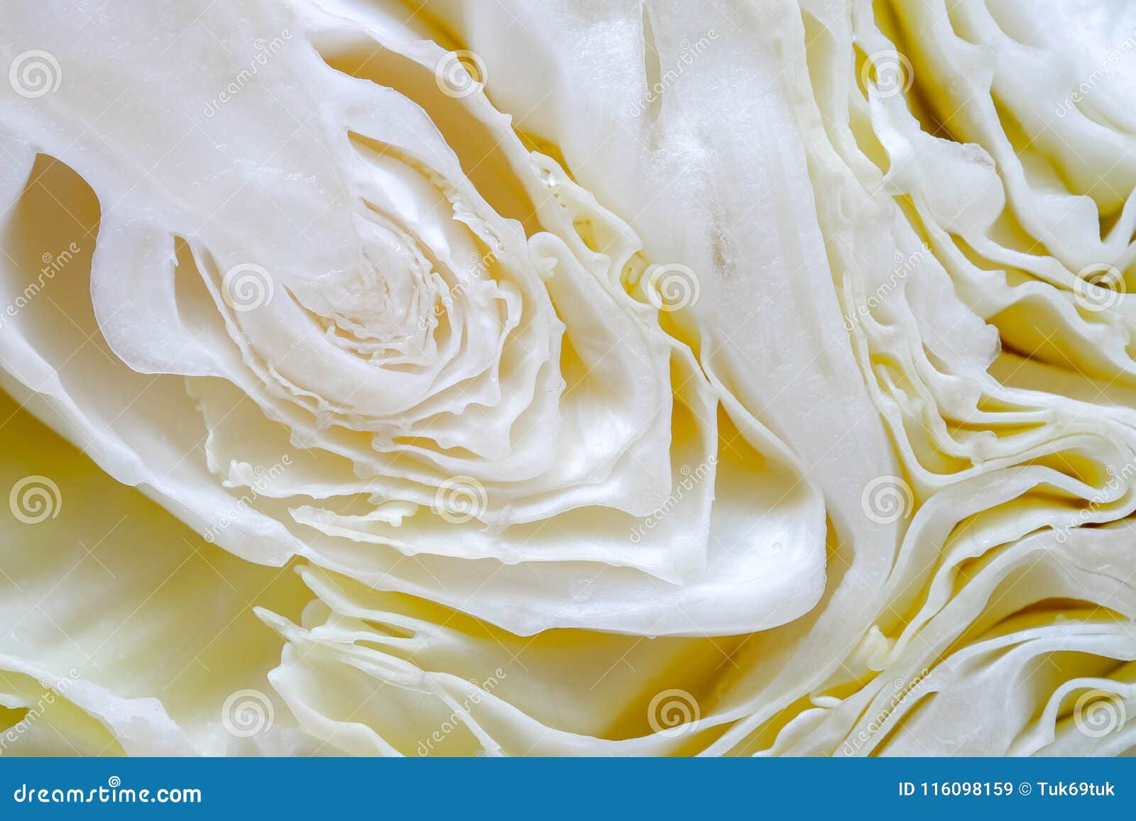Texture of Cut White Cabbage Showing Inside Curved Surface Stock Image ...