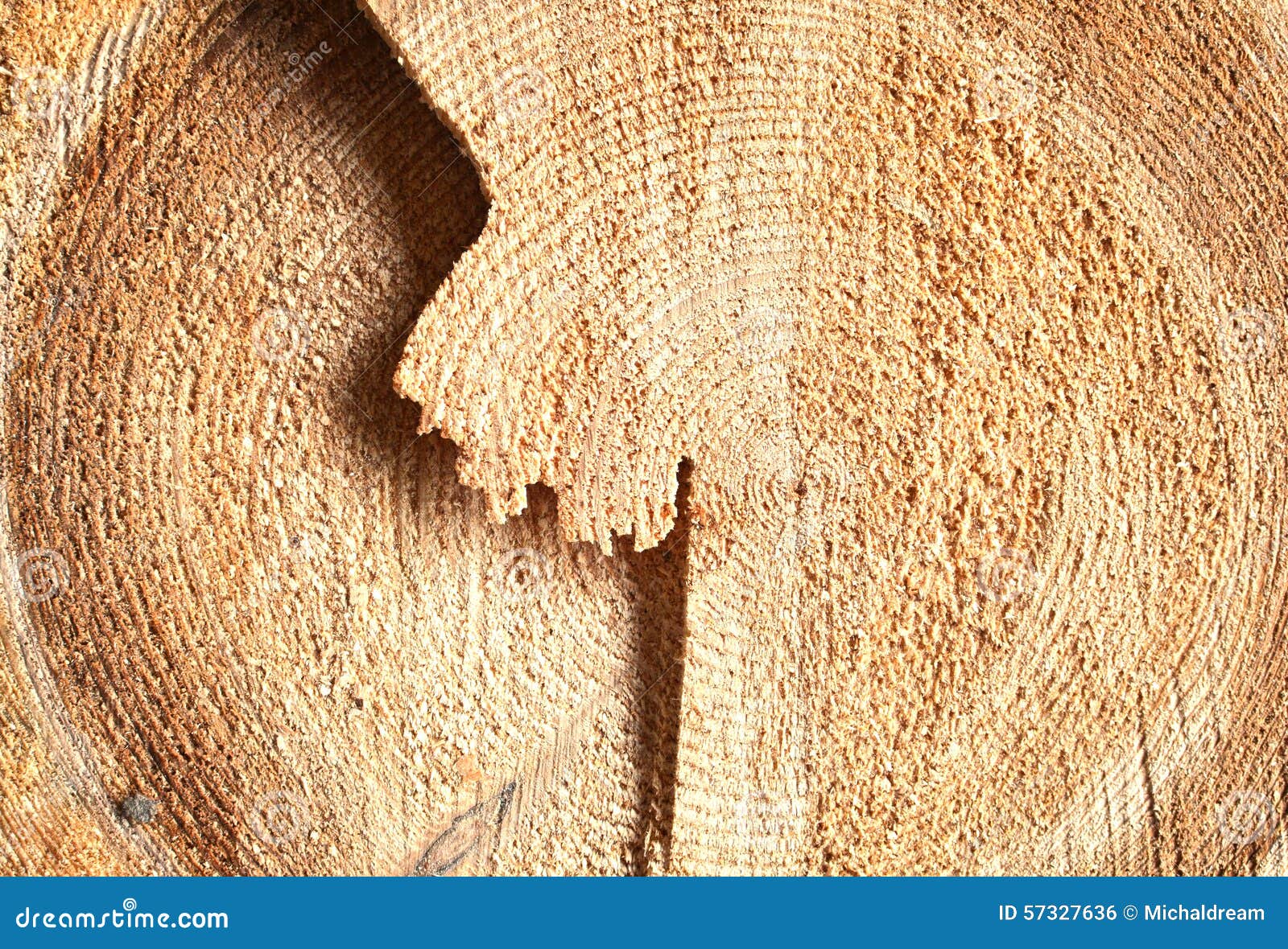 Texture 6170 - Cut of Wood Logs Stock Photo - Image of background ...