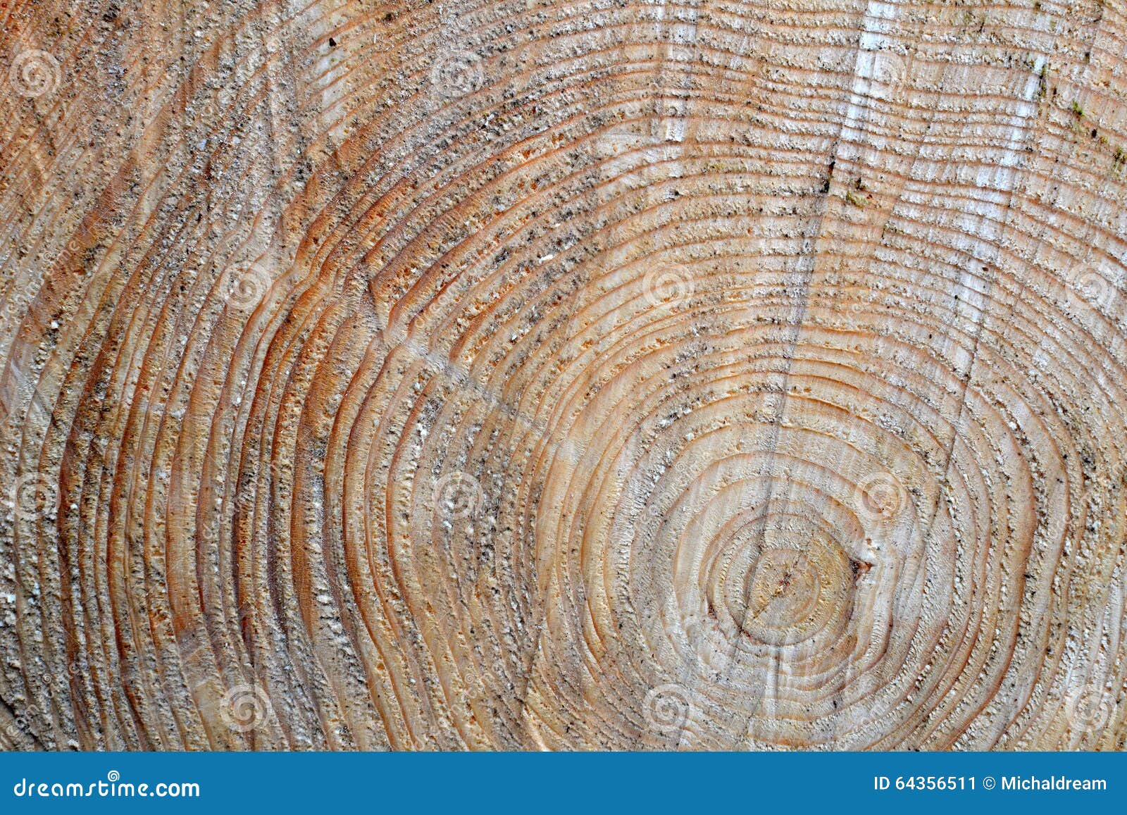 Old Logs. Cross Section Of A Tree Trunk. Wooden Texture, Background ...