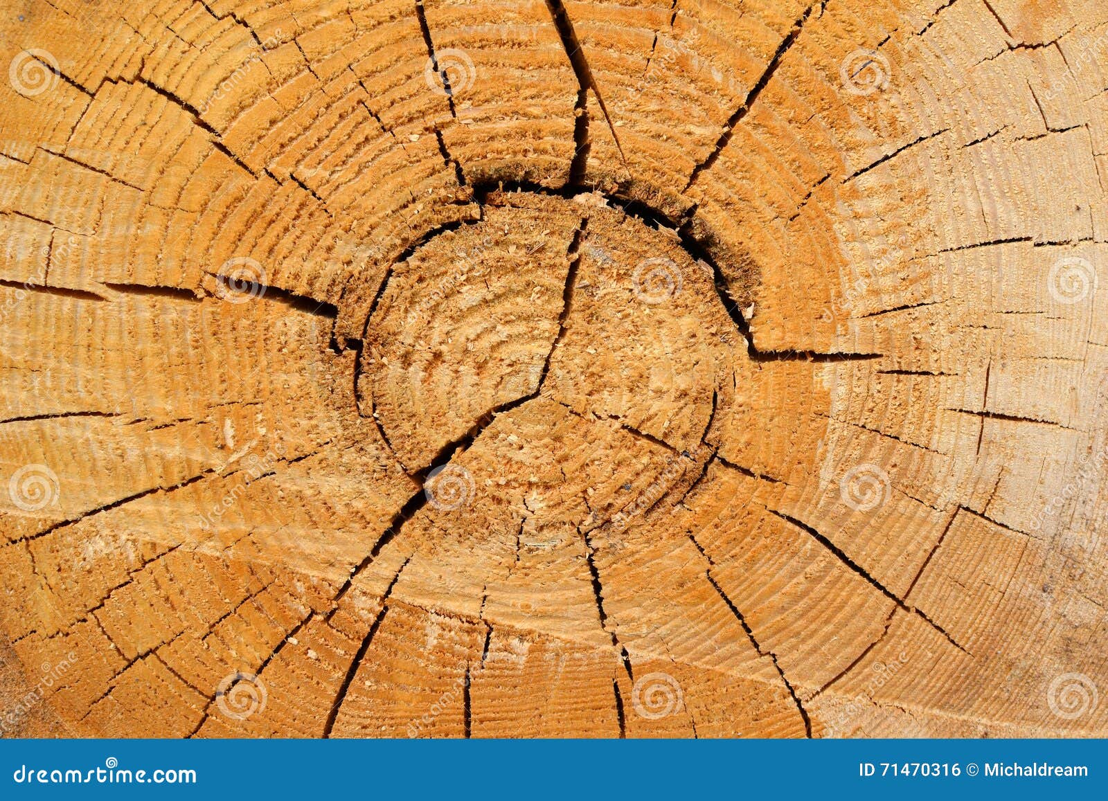 Texture 7871 - Cut of Wood Logs Stock Photo - Image of forest, timber ...
