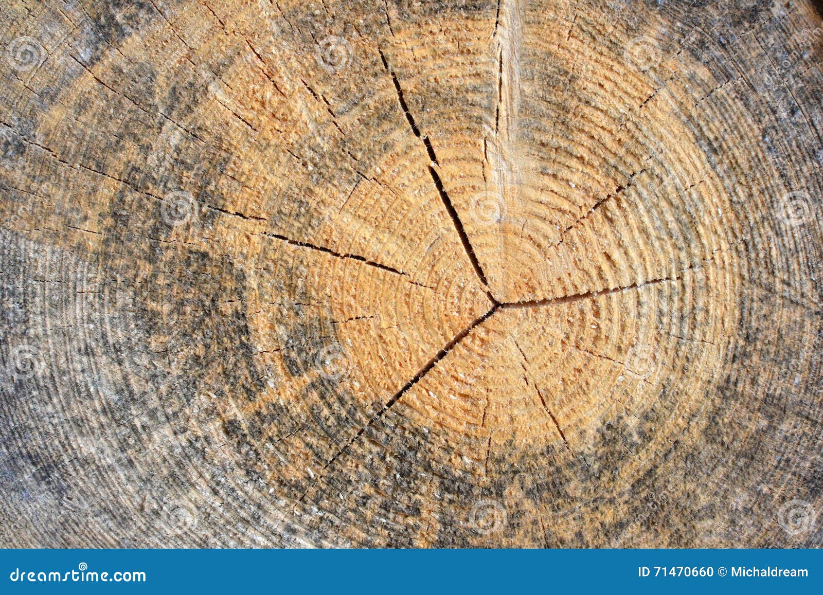 Texture 7886 - Cut of Wood Logs Stock Photo - Image of natural, rings ...