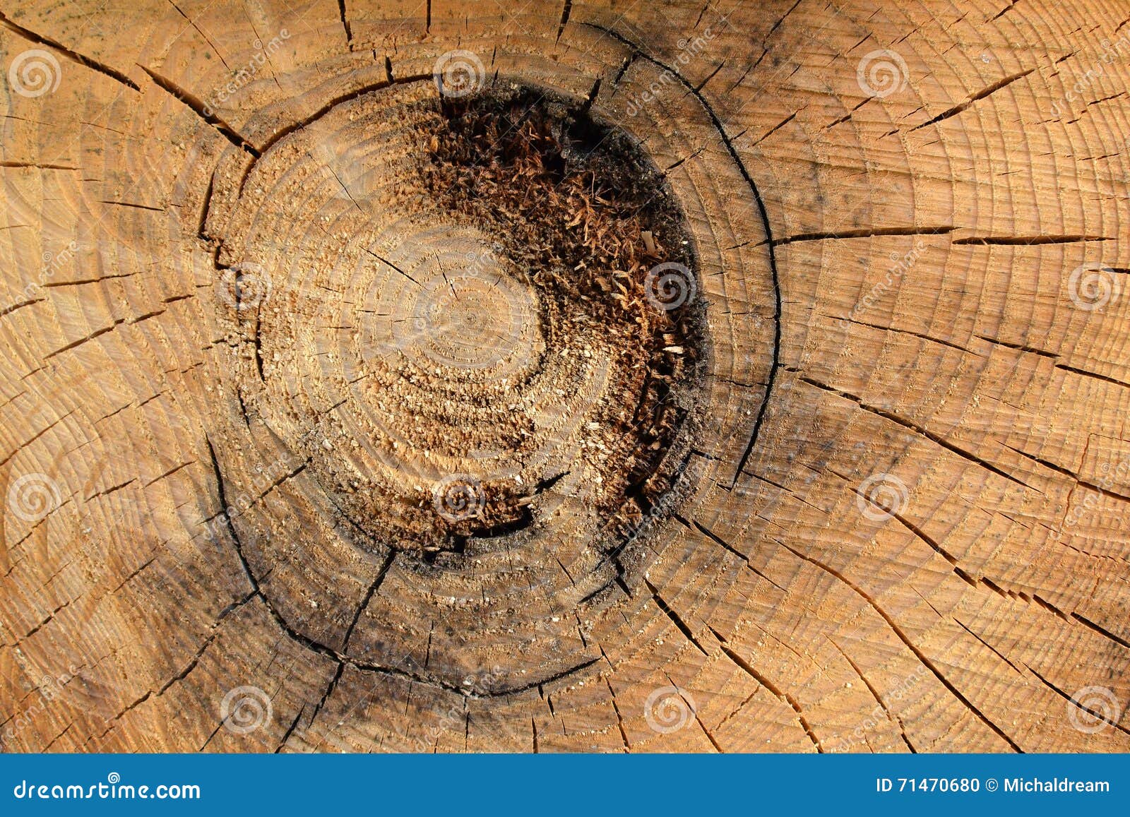 Old Logs. Cross Section Of A Tree Trunk. Wooden Texture, Background ...