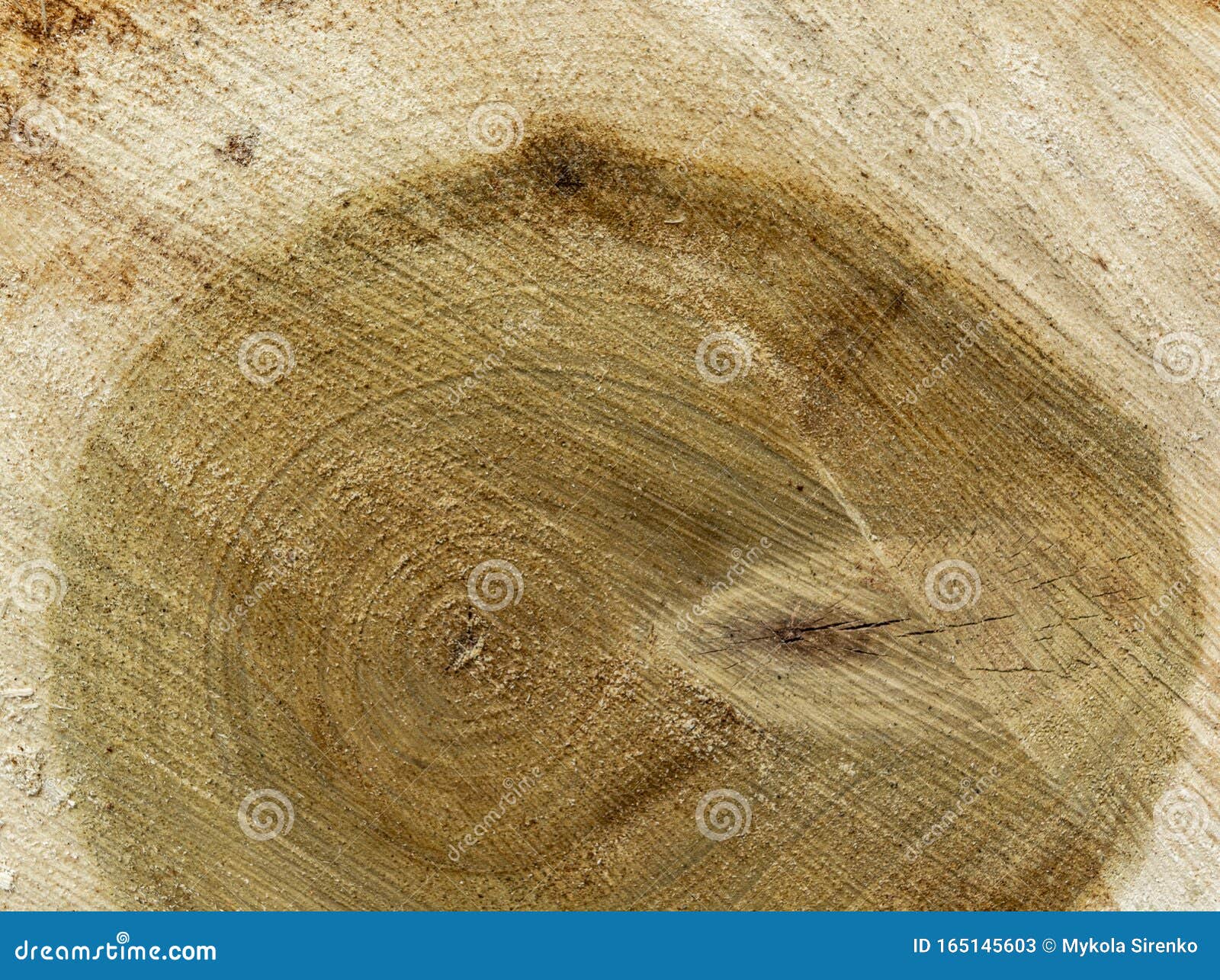 The Texture of the Cut Wood, the Texture of the Tree Ring Close Up ...