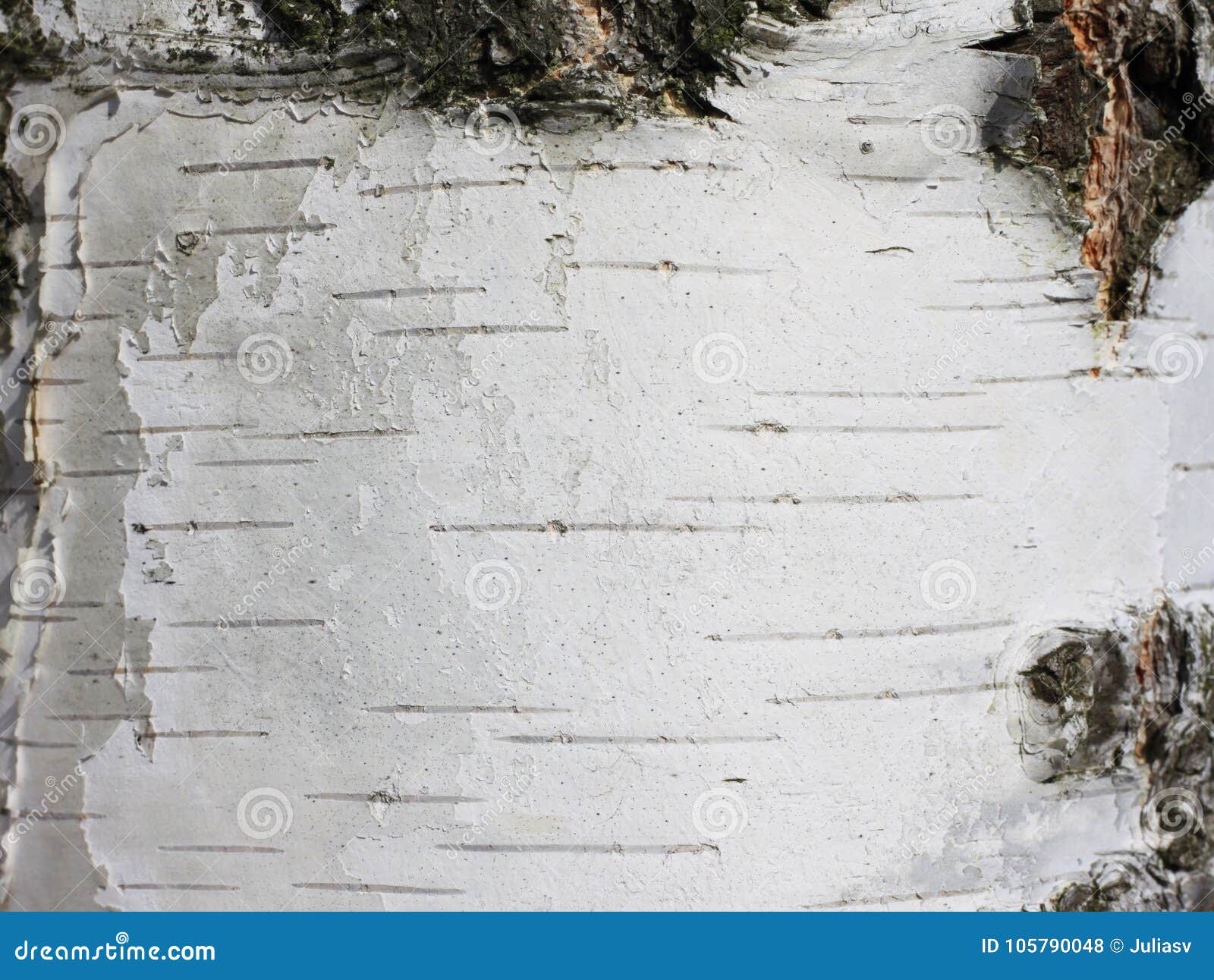 Texture D'écorce De Bouleau Photo stock - Image of matériau, bouleau ...