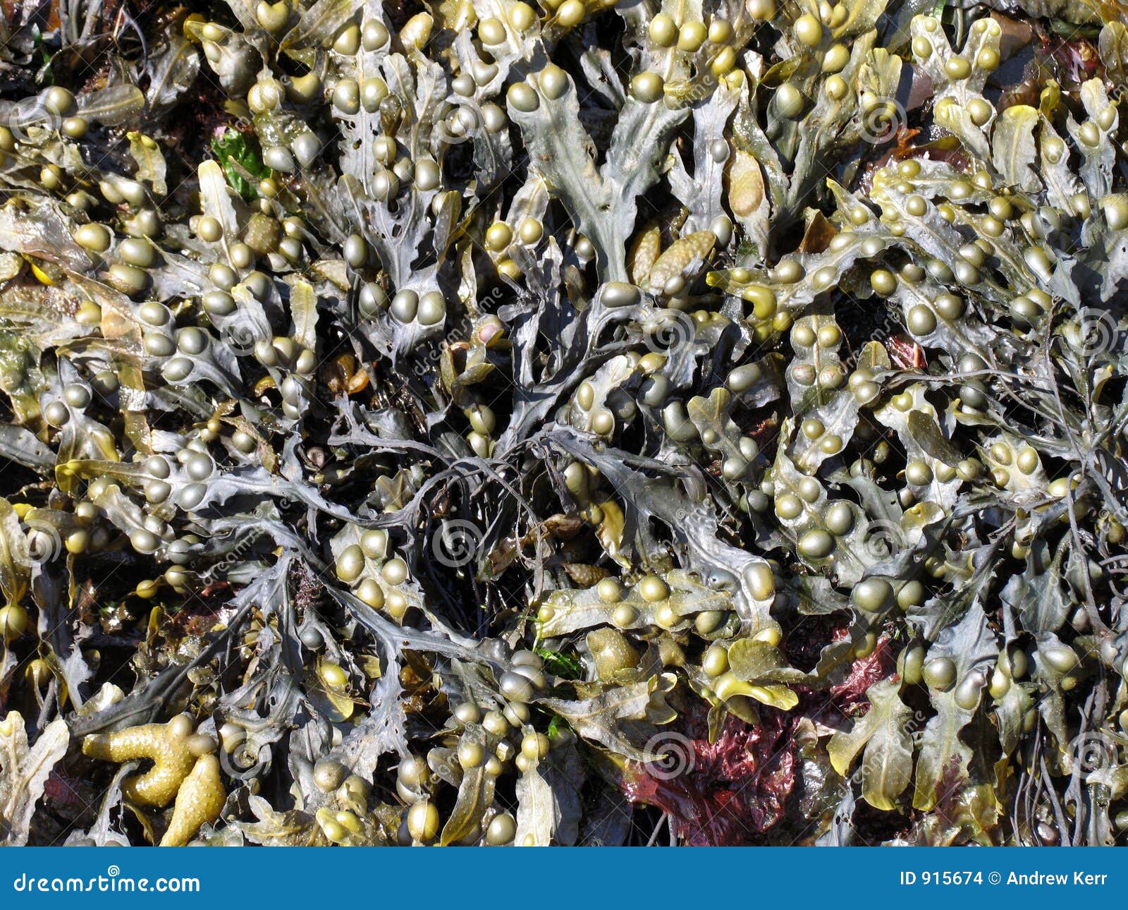 Texture d'algue photo stock. Image du santé, sain, rivage - 915674