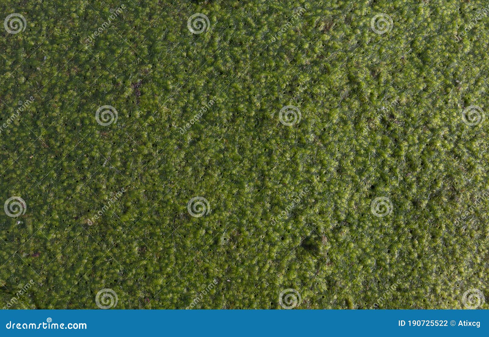 Texture D'algues à La Plage Photo stock - Image du normal, vert: 190725522