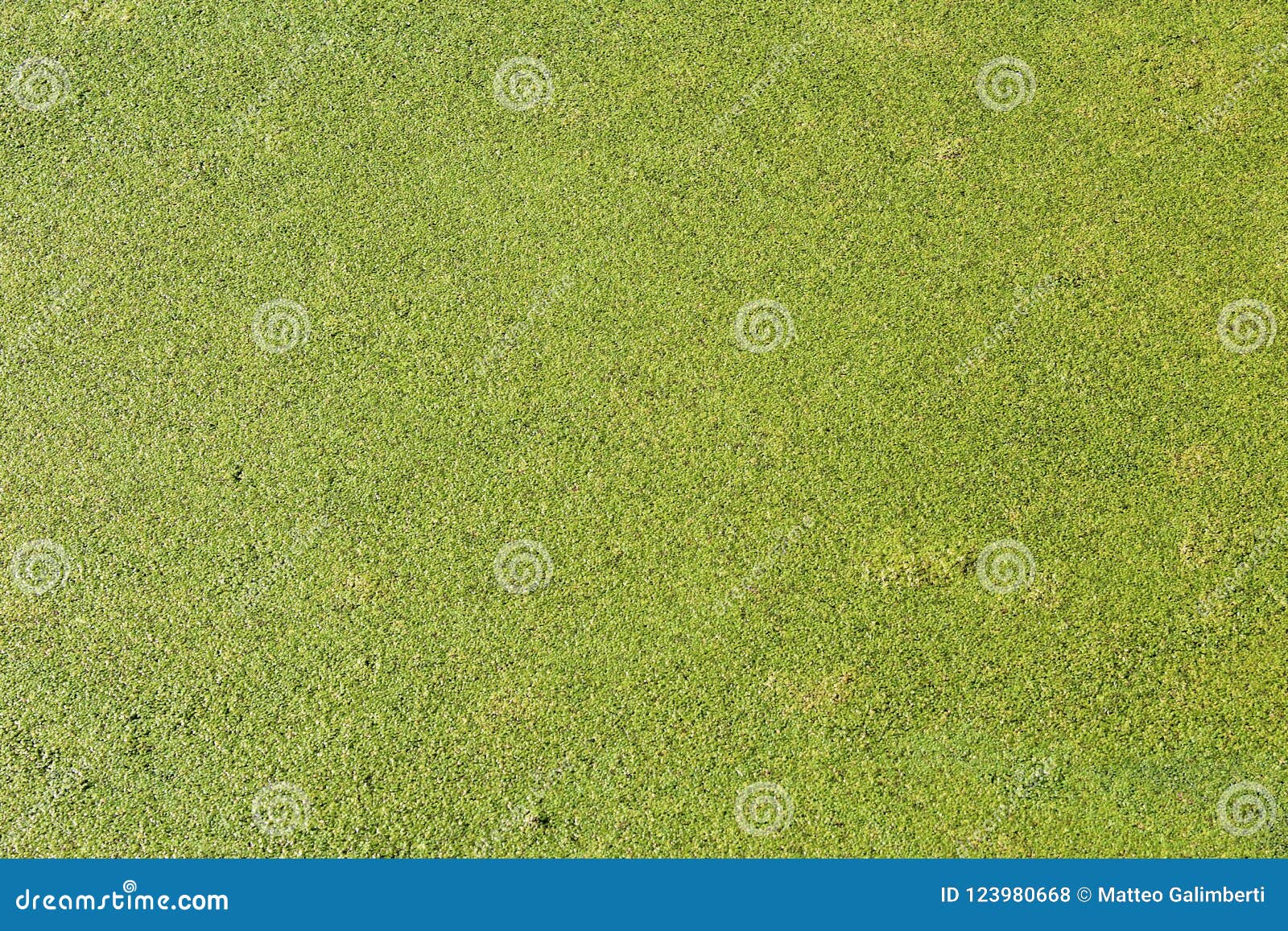 Texture D'algues Vertes Sur Une Surface De L'eau Photo stock - Image du ...
