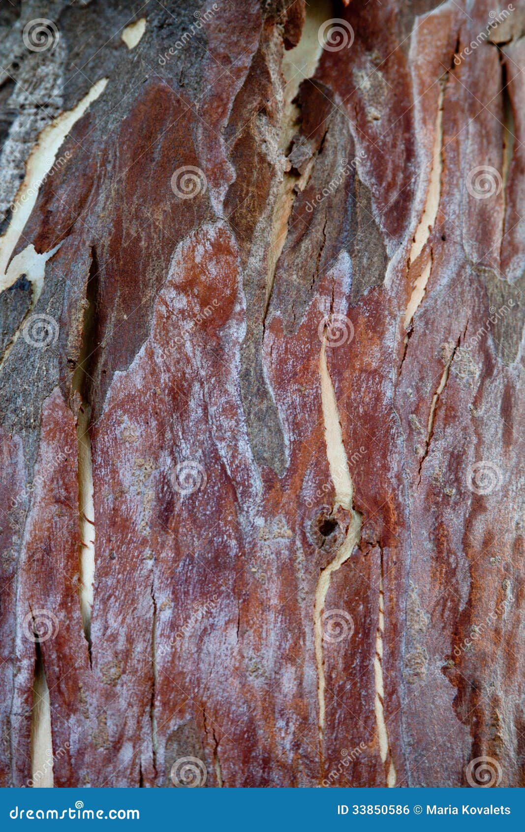 Texture D'arbre De Sycomore Photo stock - Image du bois, milieux: 33850586