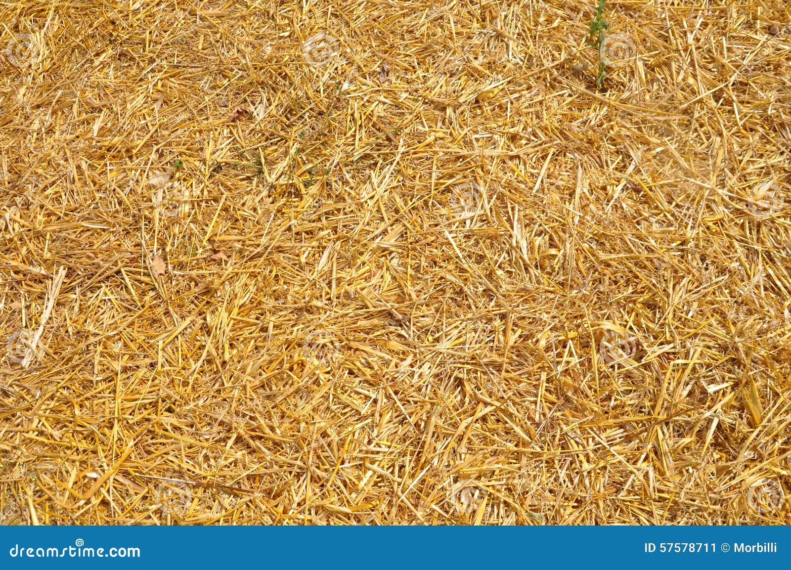 Texture d'or de paille image stock. Image du foin, couleur - 57578711