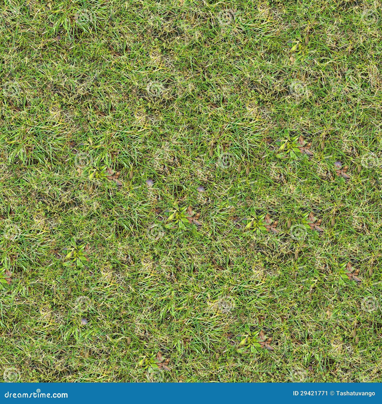 Texture D'herbe. Image stock - Image: 29421771
