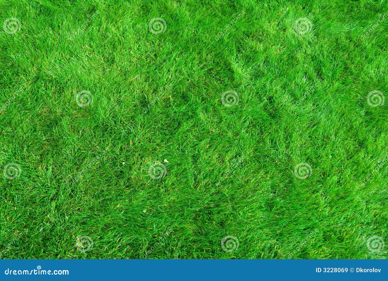 Texture d'herbe image stock. Image du ressorts, nature - 3228069