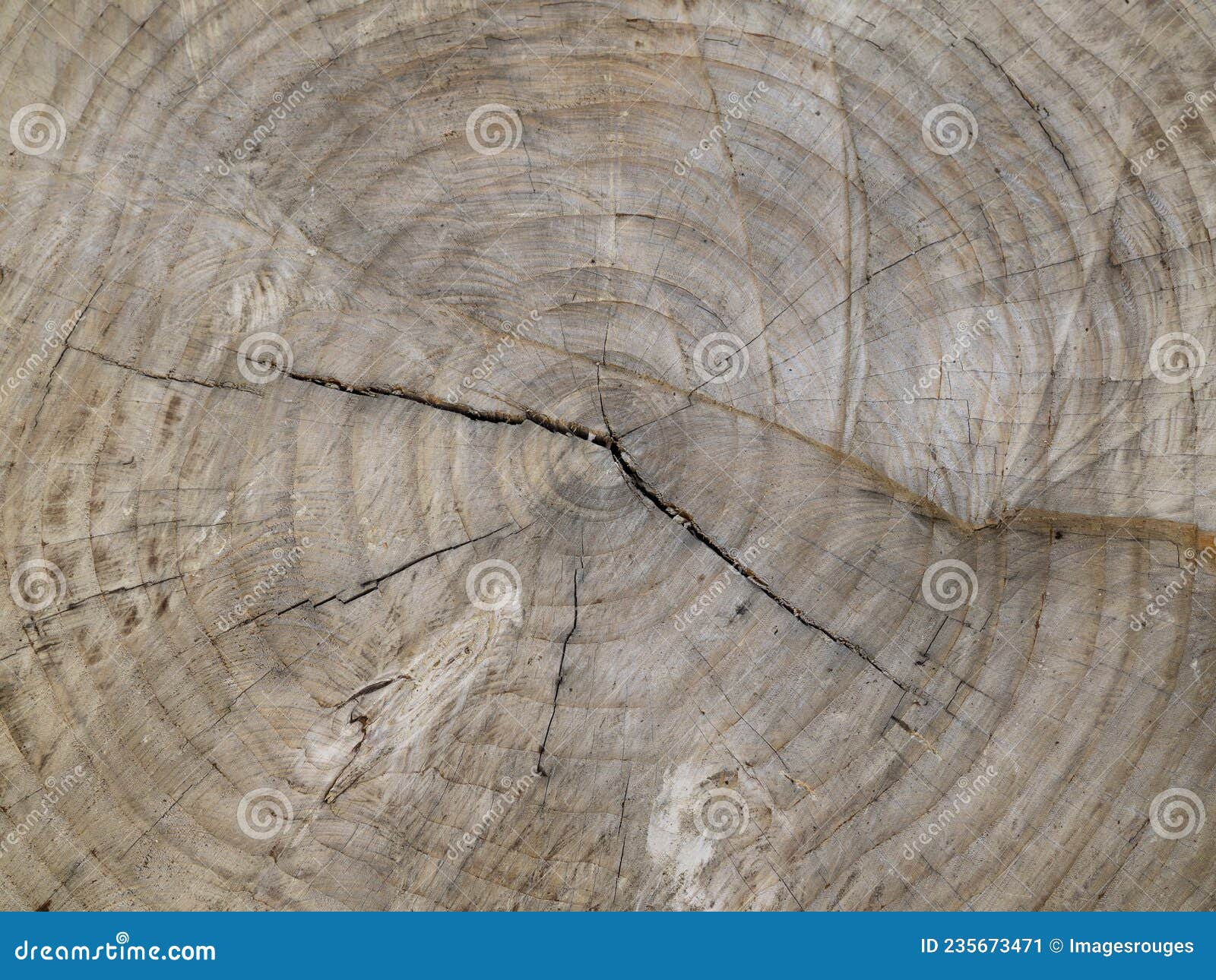 Texture D'un Tronc D'arbre En Gros Plan Image stock - Image du coupure ...