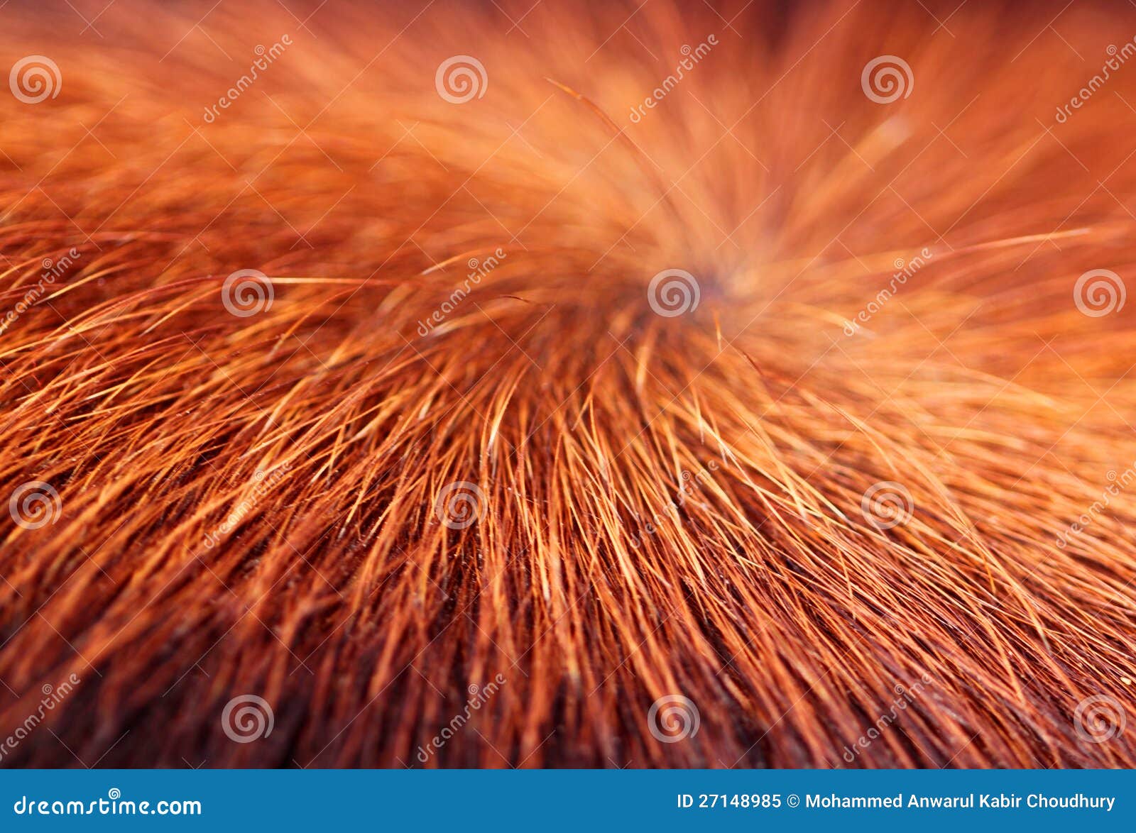 Texture D'une Surface Velue De Peau De Vache Image stock - Image du ...